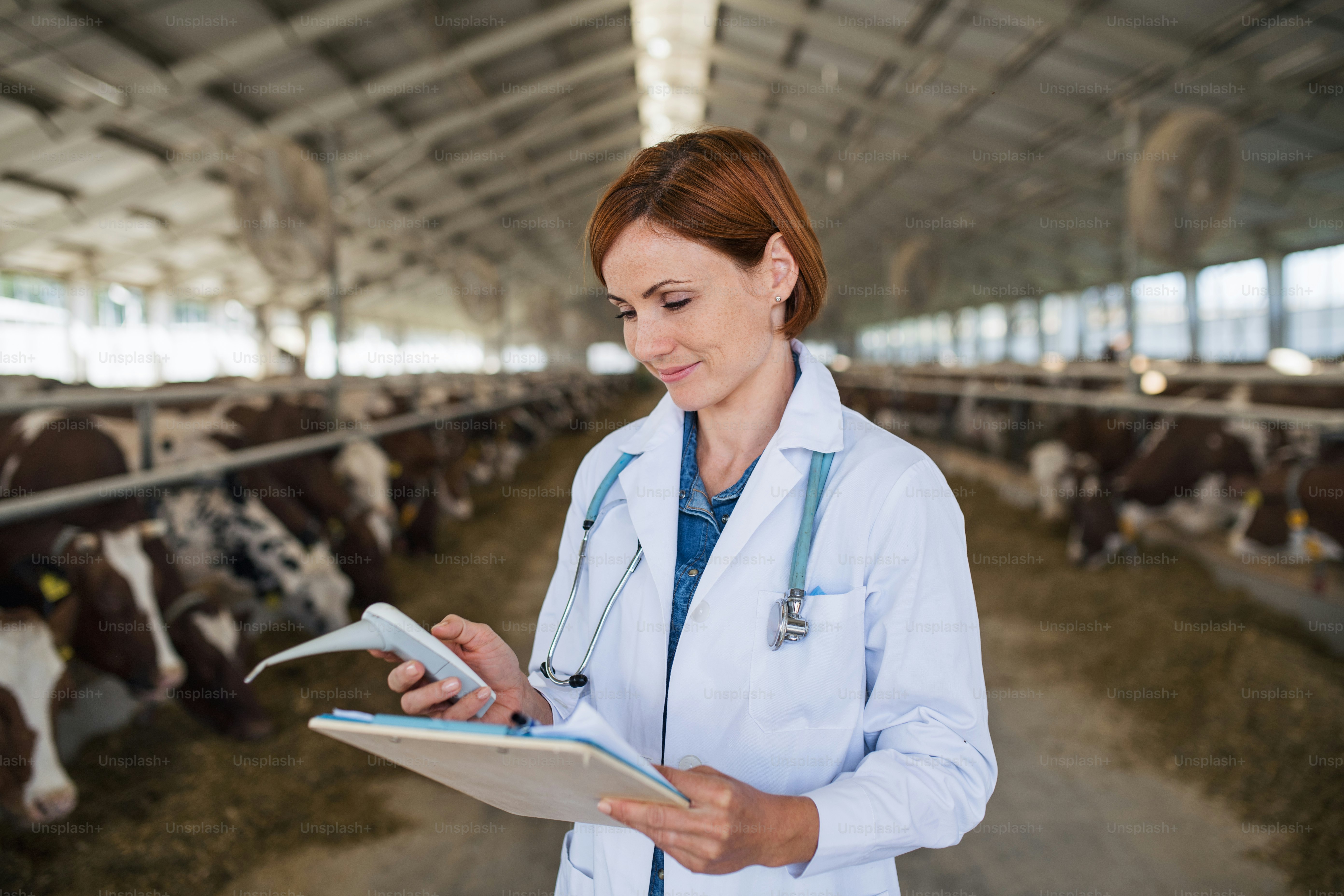 Woman veterinary doctor with thermometer working on diary farm ...