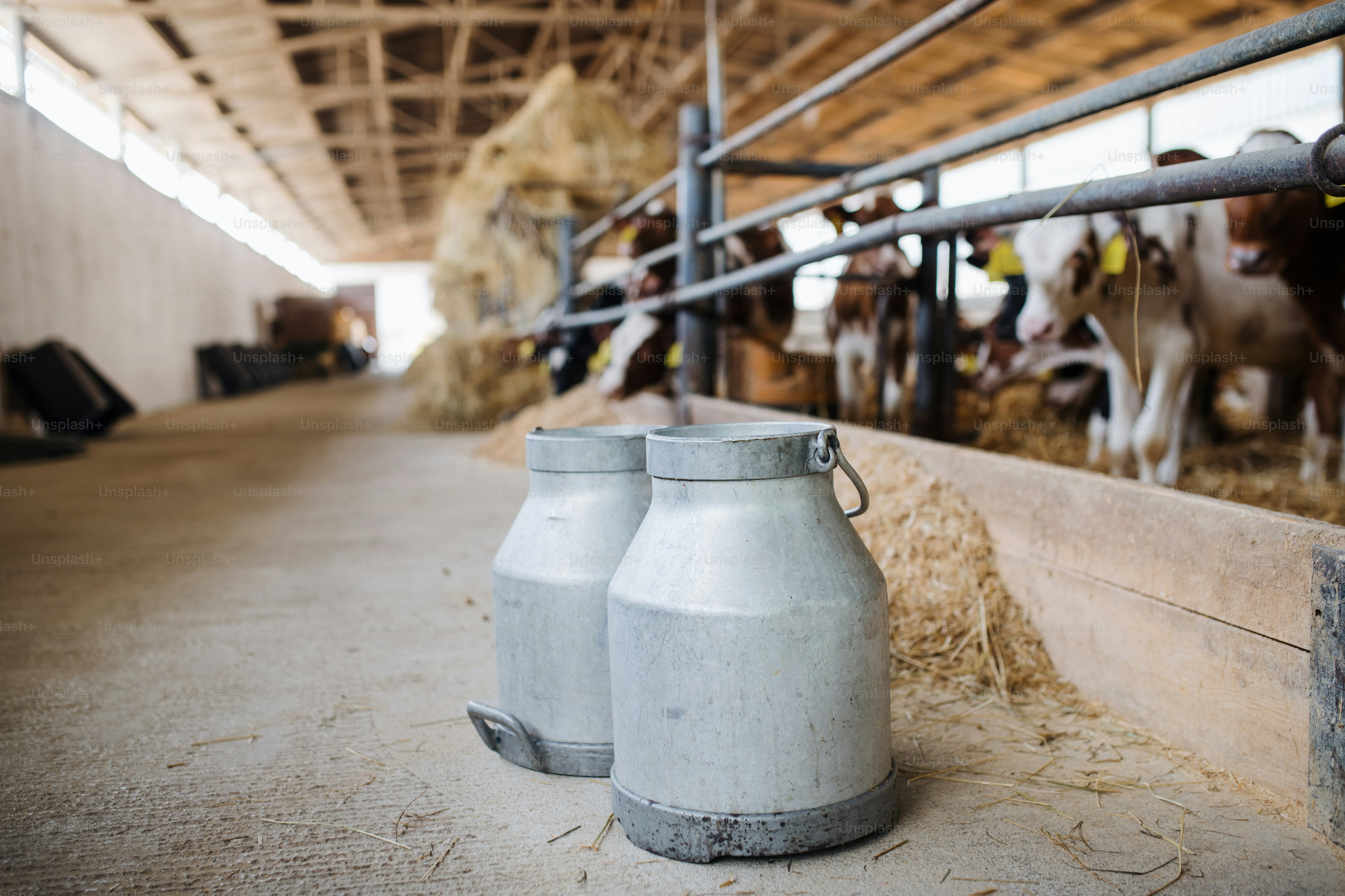 Milk Can Pictures | Download Free Images on Unsplash