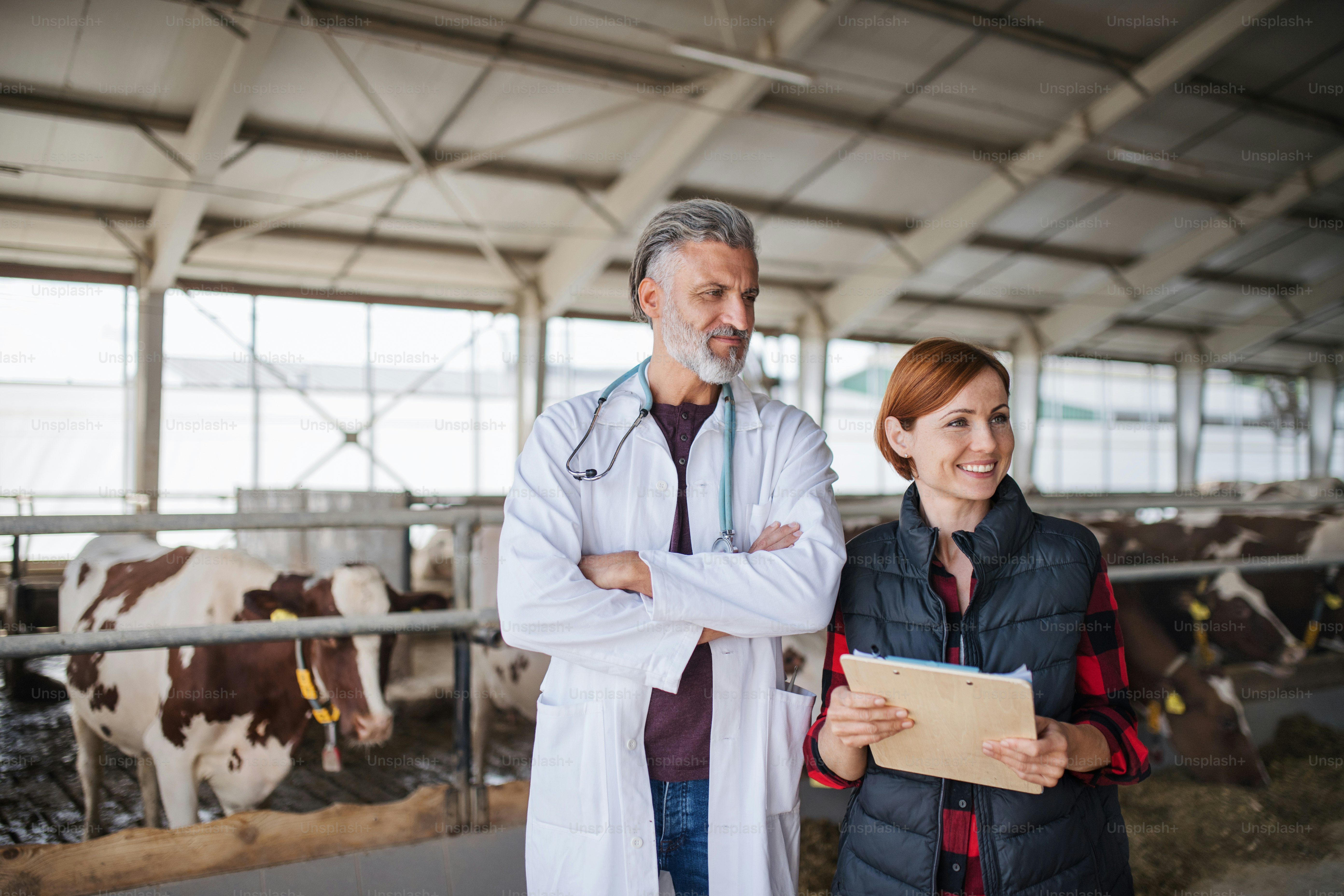 A woman manager and veterinary doctor talking on diary farm ...
