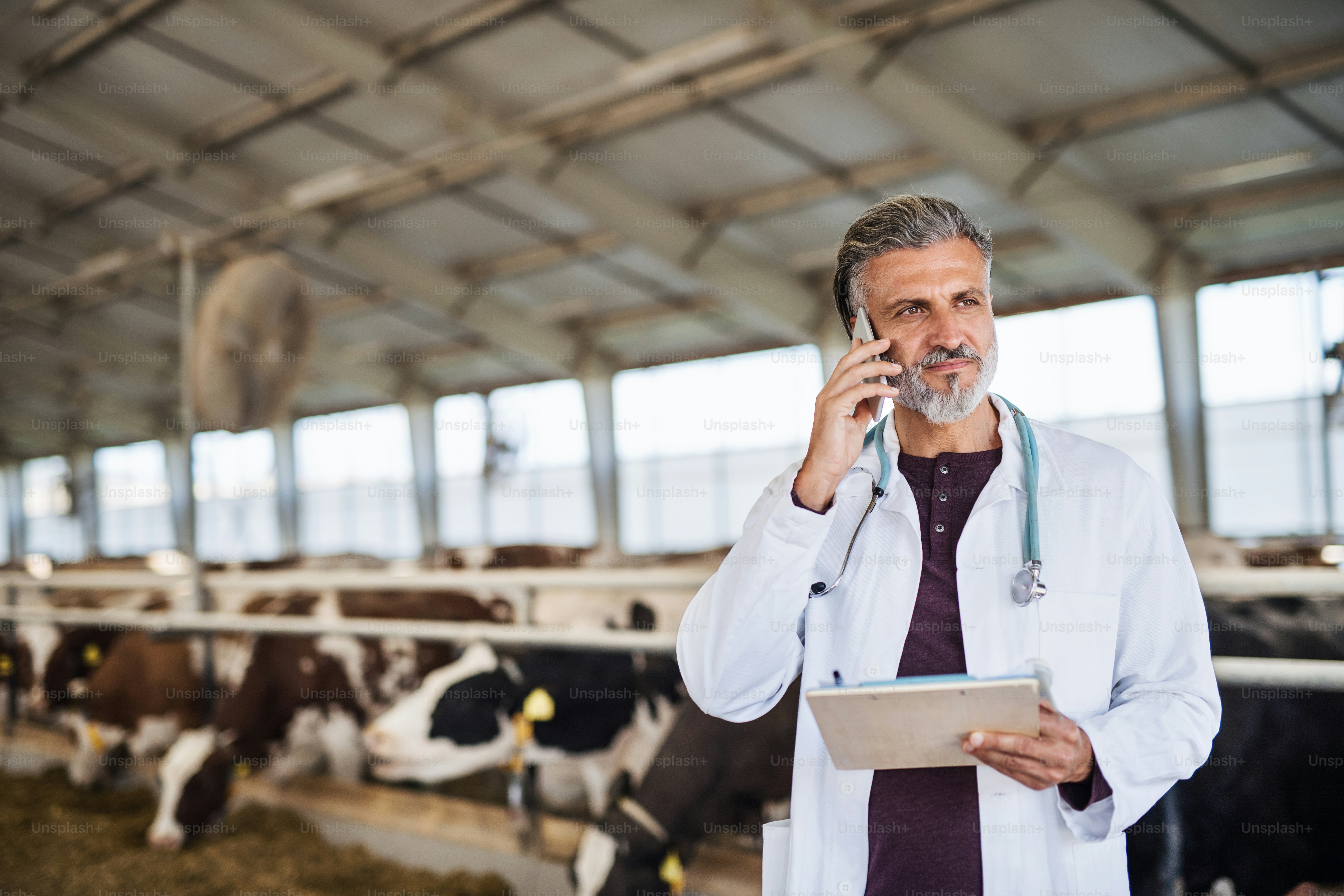 A man veterinary doctor working on diary farm, agriculture industry ...