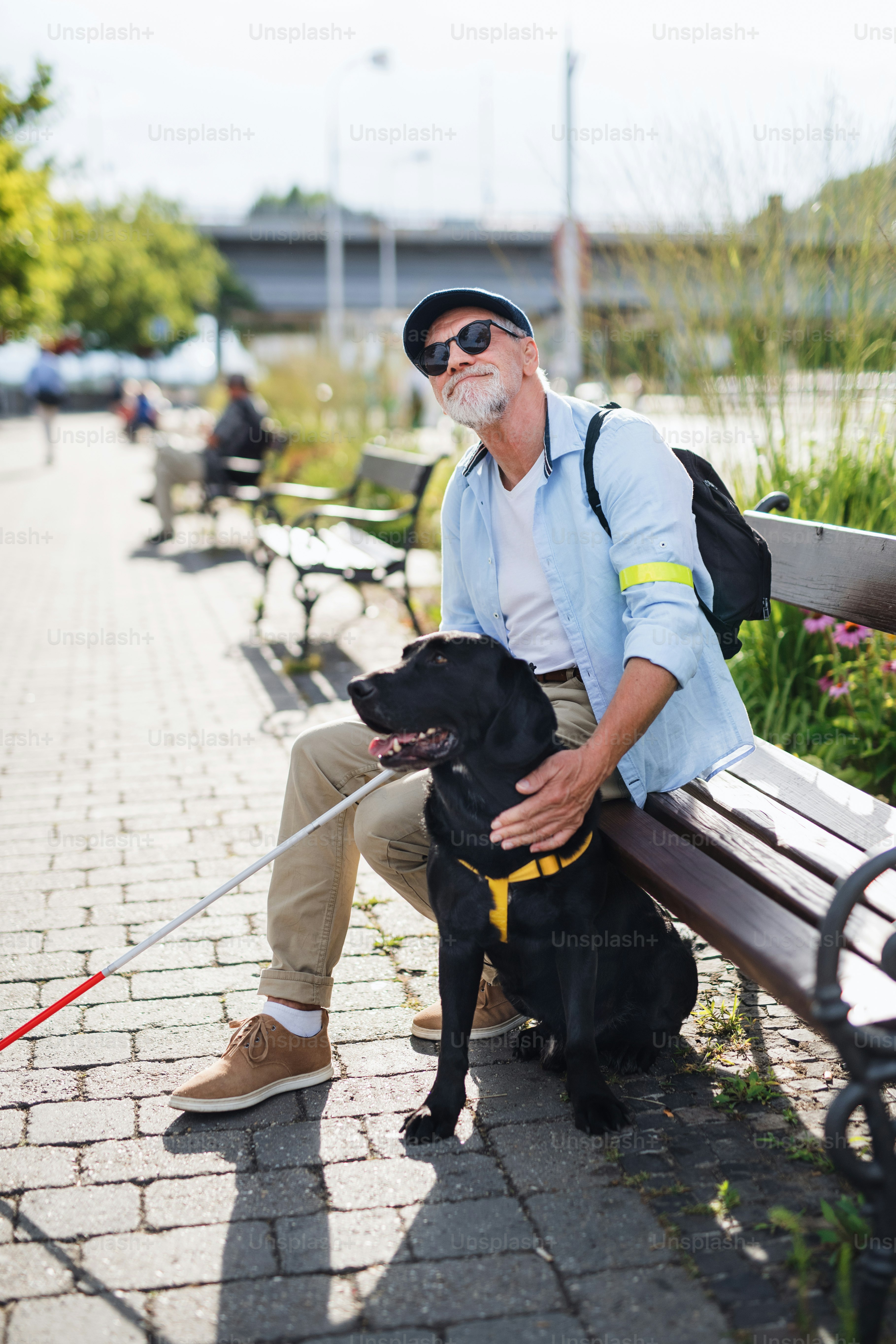 Front view of senior blind man with guide dog sitting the stairs in ...