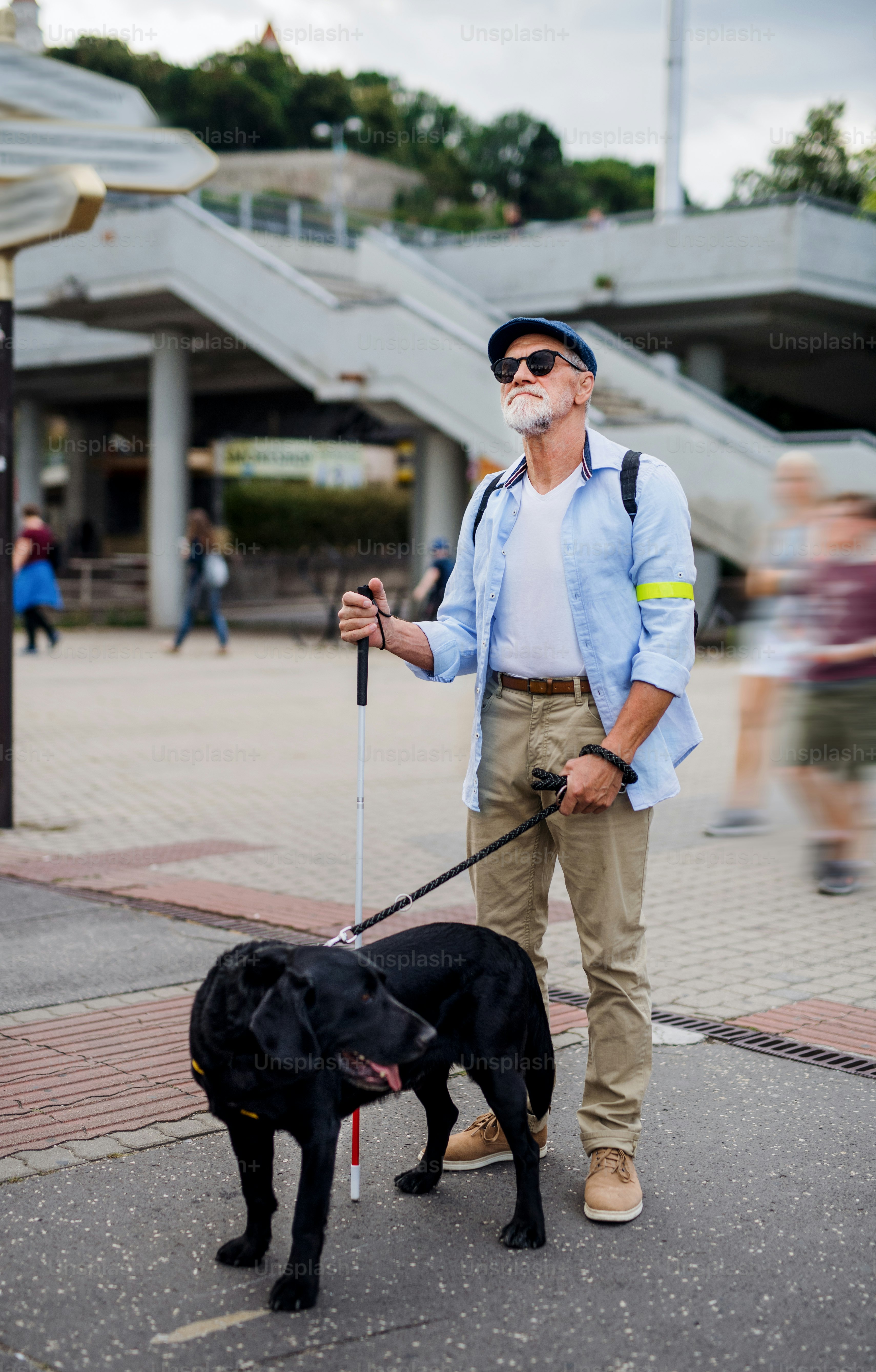Front view of senior blind man with guide dog sitting the stairs in ...