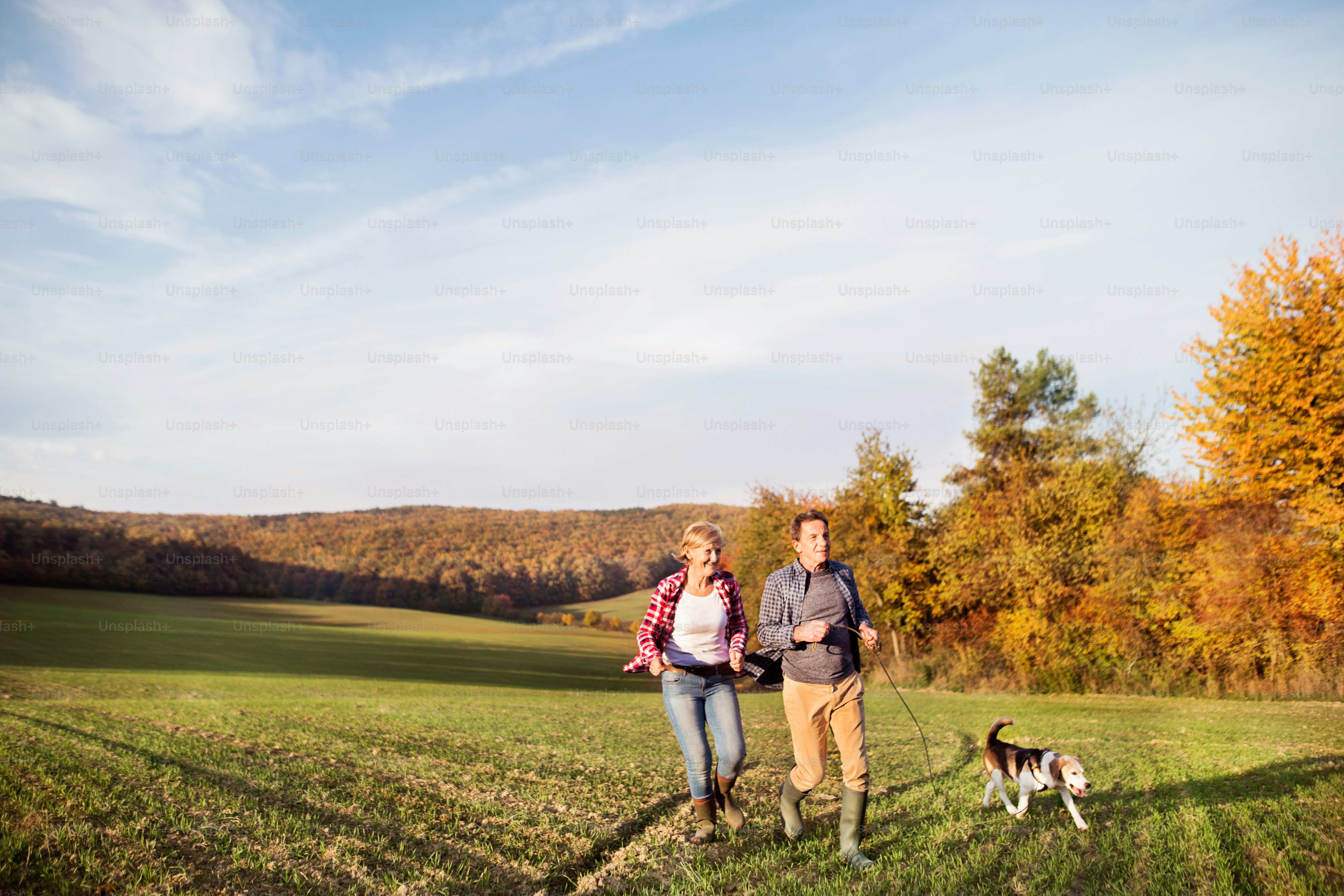 DOG PANORAMIC Pictures | Download Free Images on Unsplash