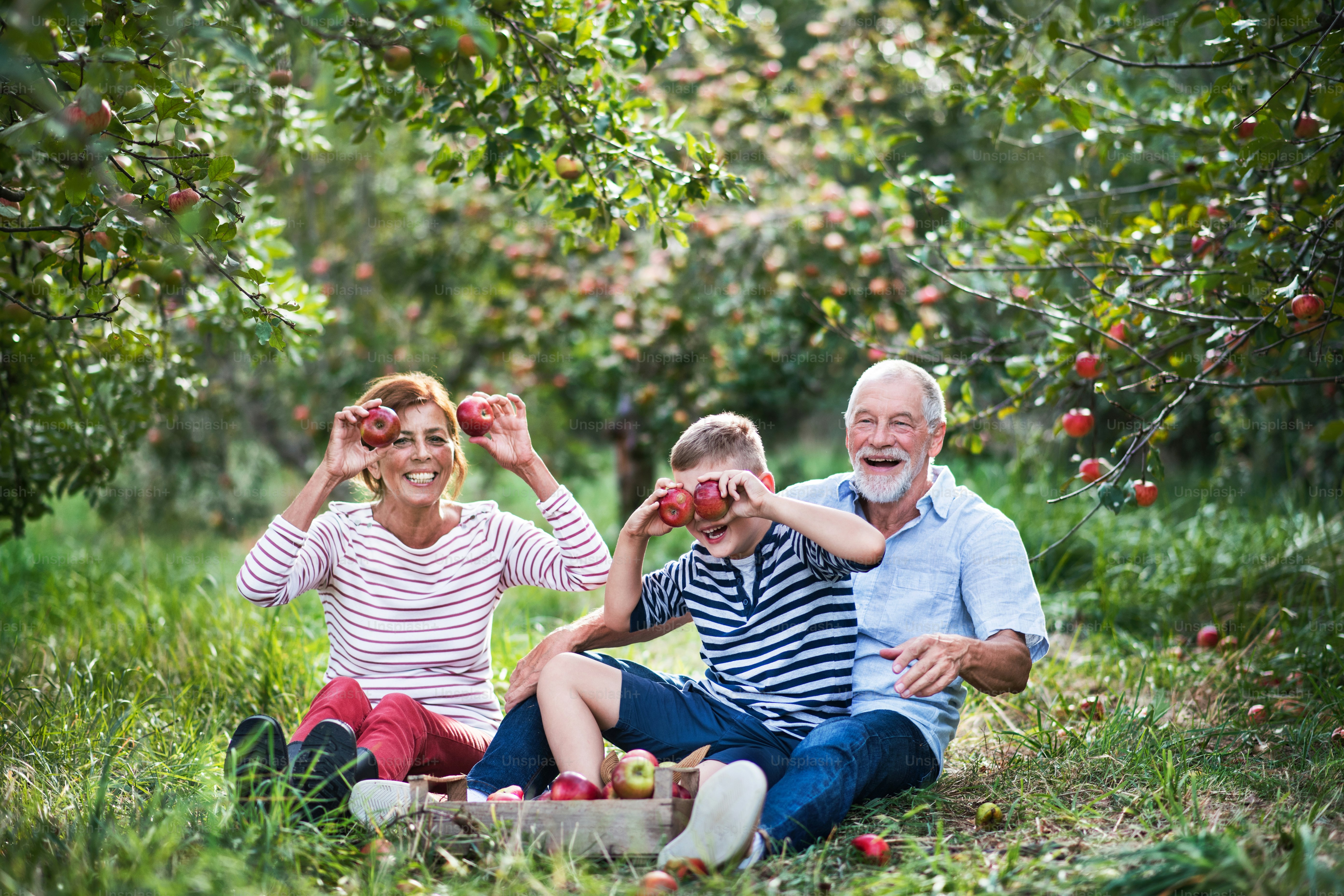 A senior couple with small grandson in apple orchard sitting on grass ...