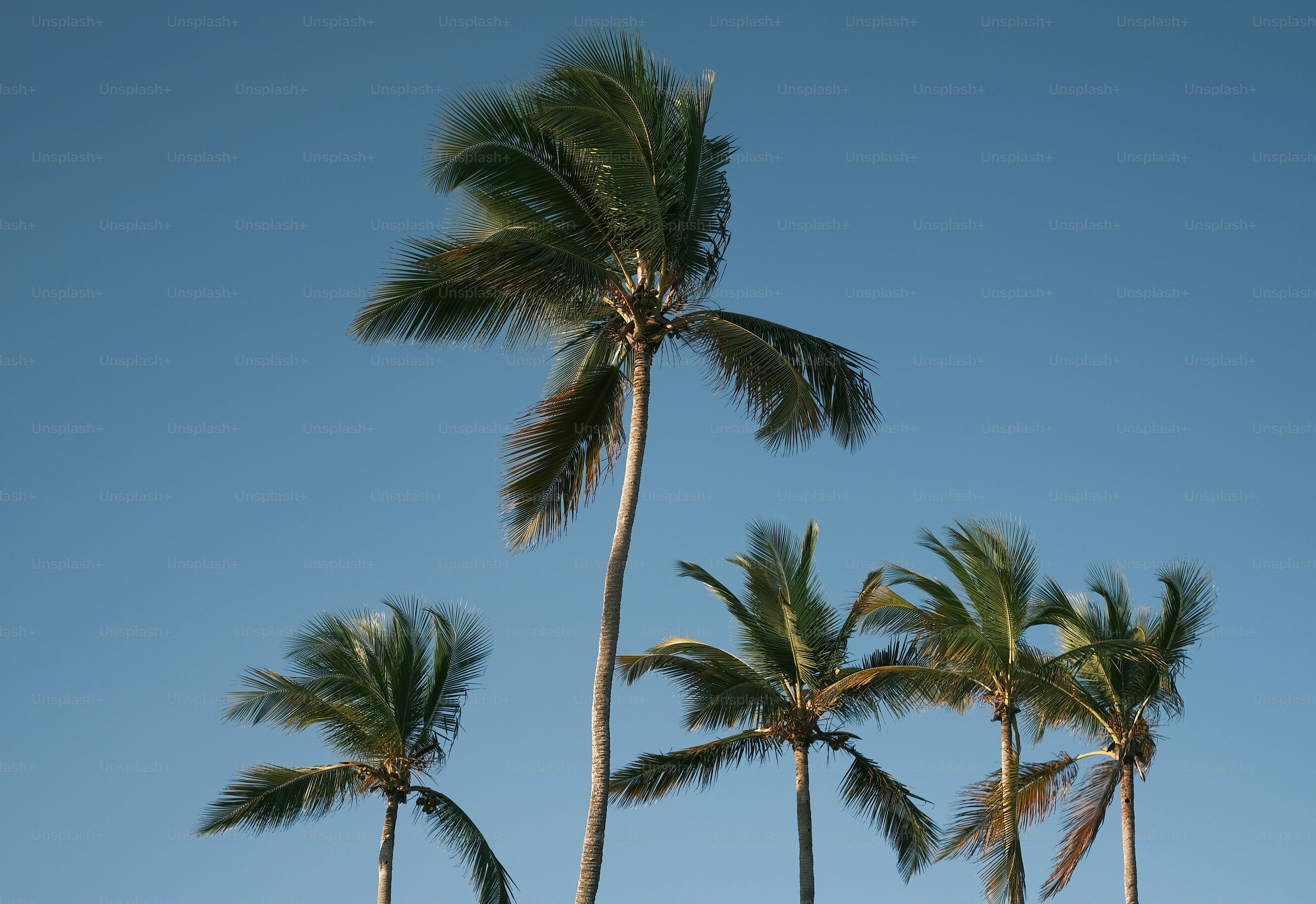 A group of palm trees against a blue sky photo – Briefsource-summer ...