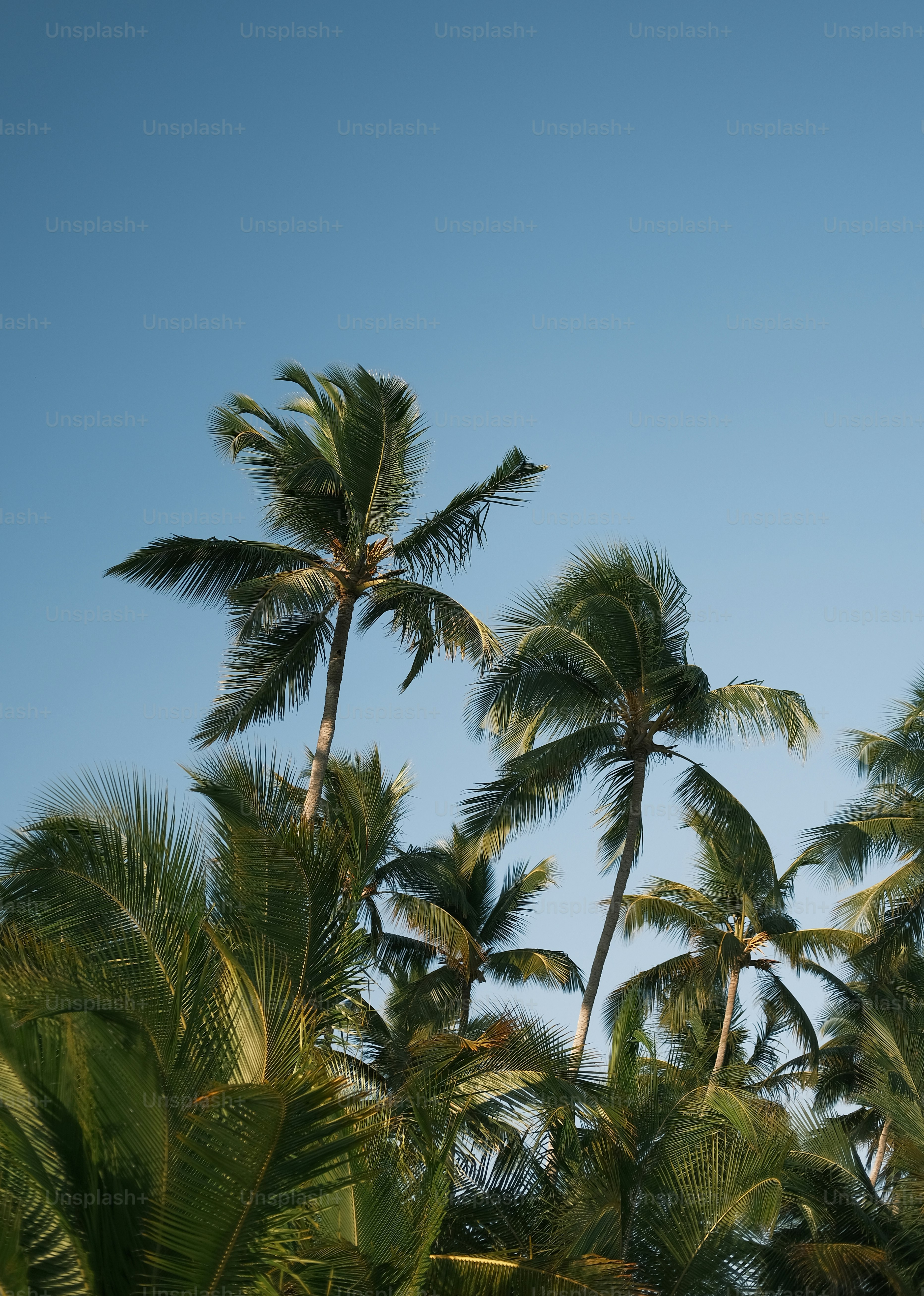 Best 500+ Palm Pictures [HD] | Download Free Images on Unsplash