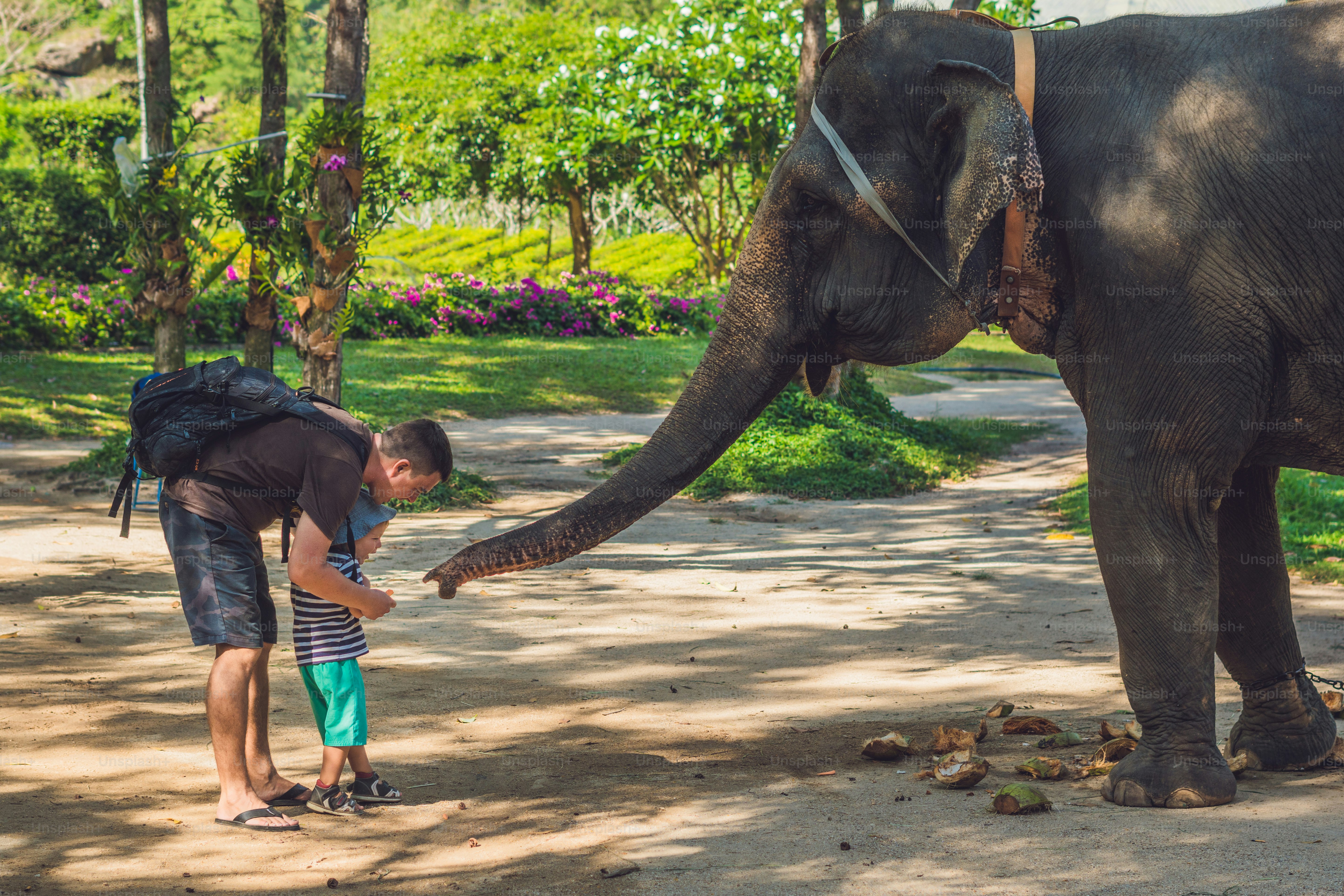 Father and son feed the elephant in the tropics. photo – Elephant Image ...