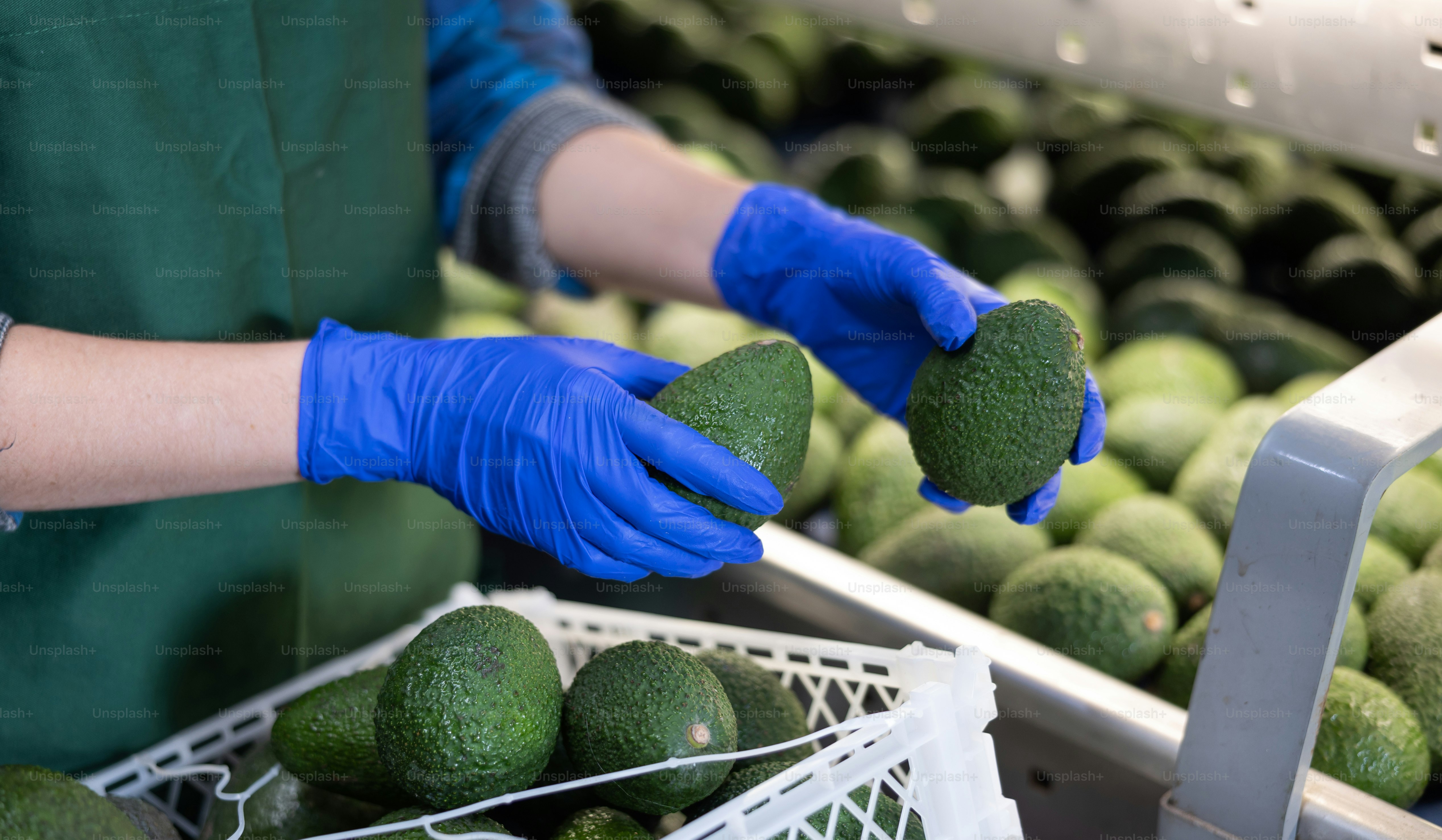 Fresh ripe appetizing avocado running on rolling conveyor of production ...