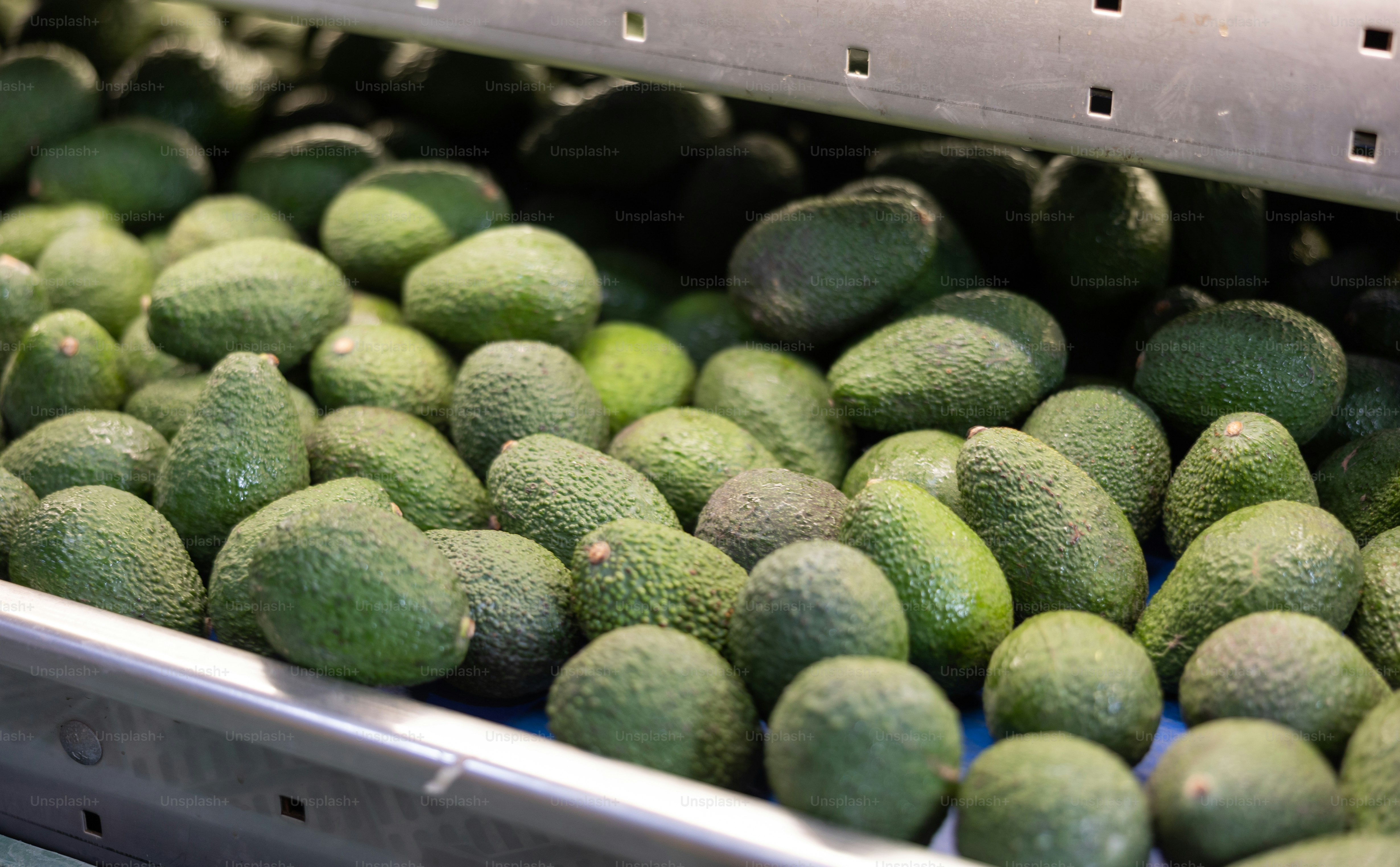 Fresh ripe appetizing avocado running on rolling conveyor of production ...