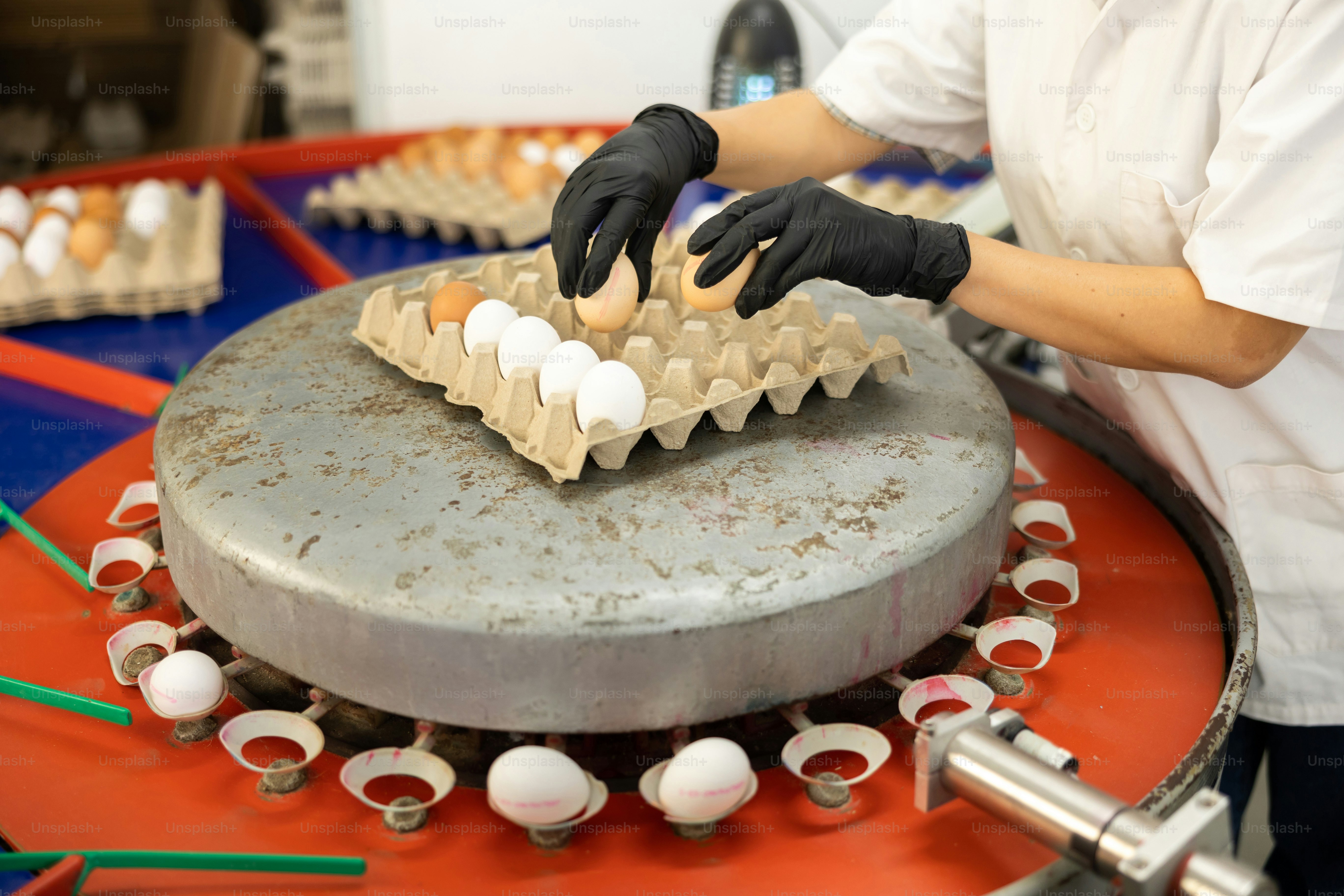 Hands of workers in gloves are sorting out eggs in egg sorting shop ...