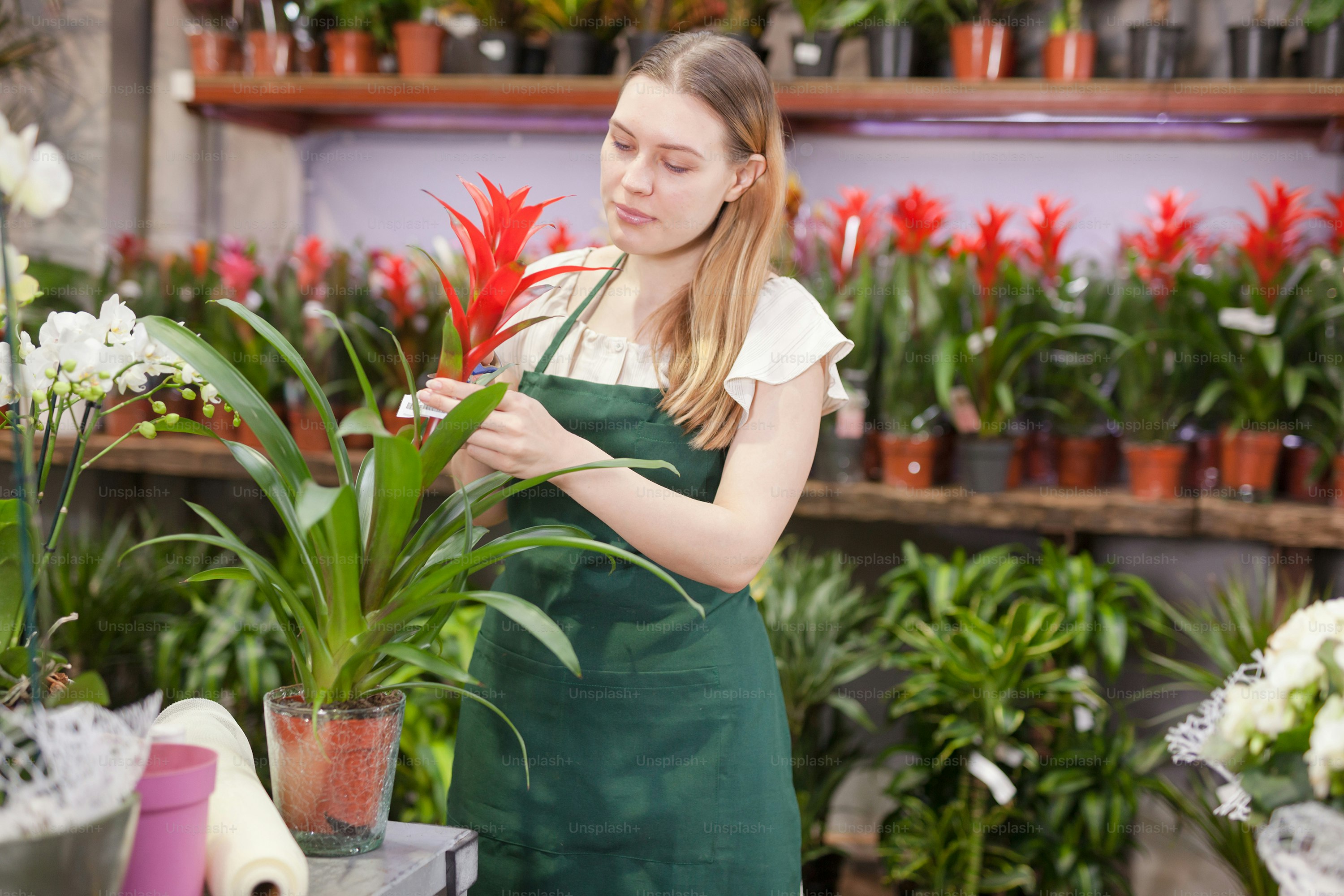 Experienced female florist inspecting potted plants in his floral shop ...