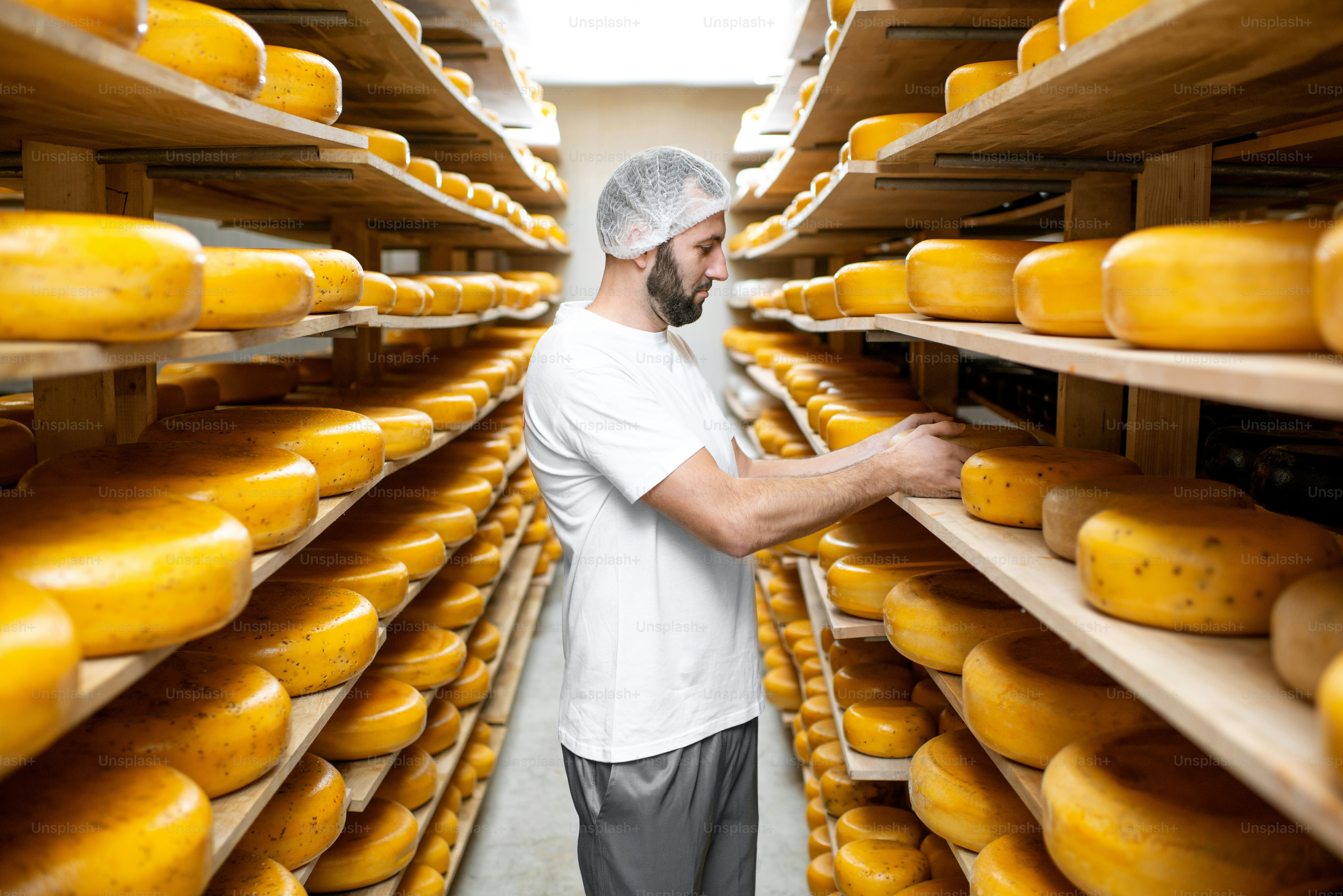 Worker checking the cheese quality at the storage with shelves full of ...