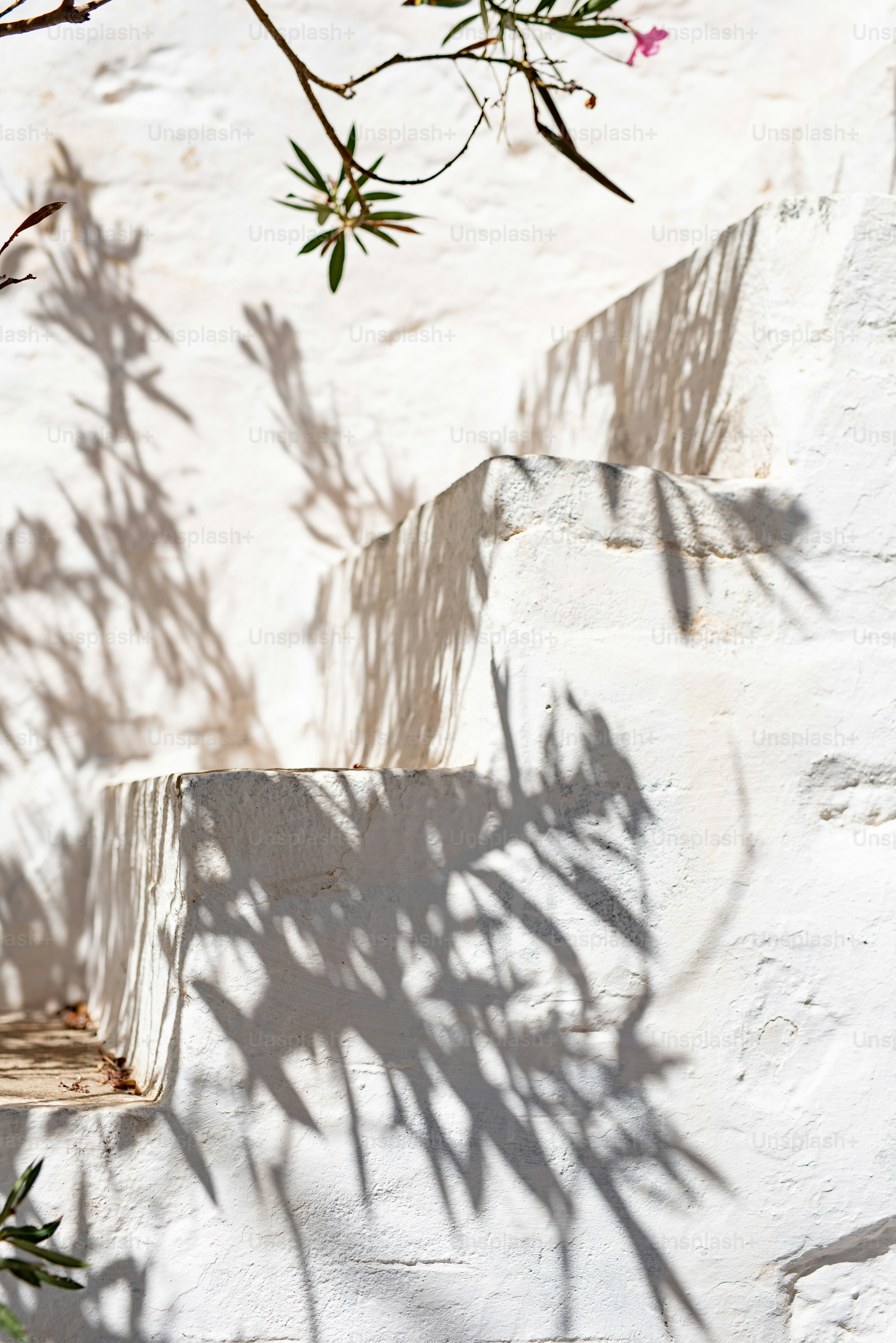 The shadow of a plant on a white wall photo – Wallpaper Image on Unsplash