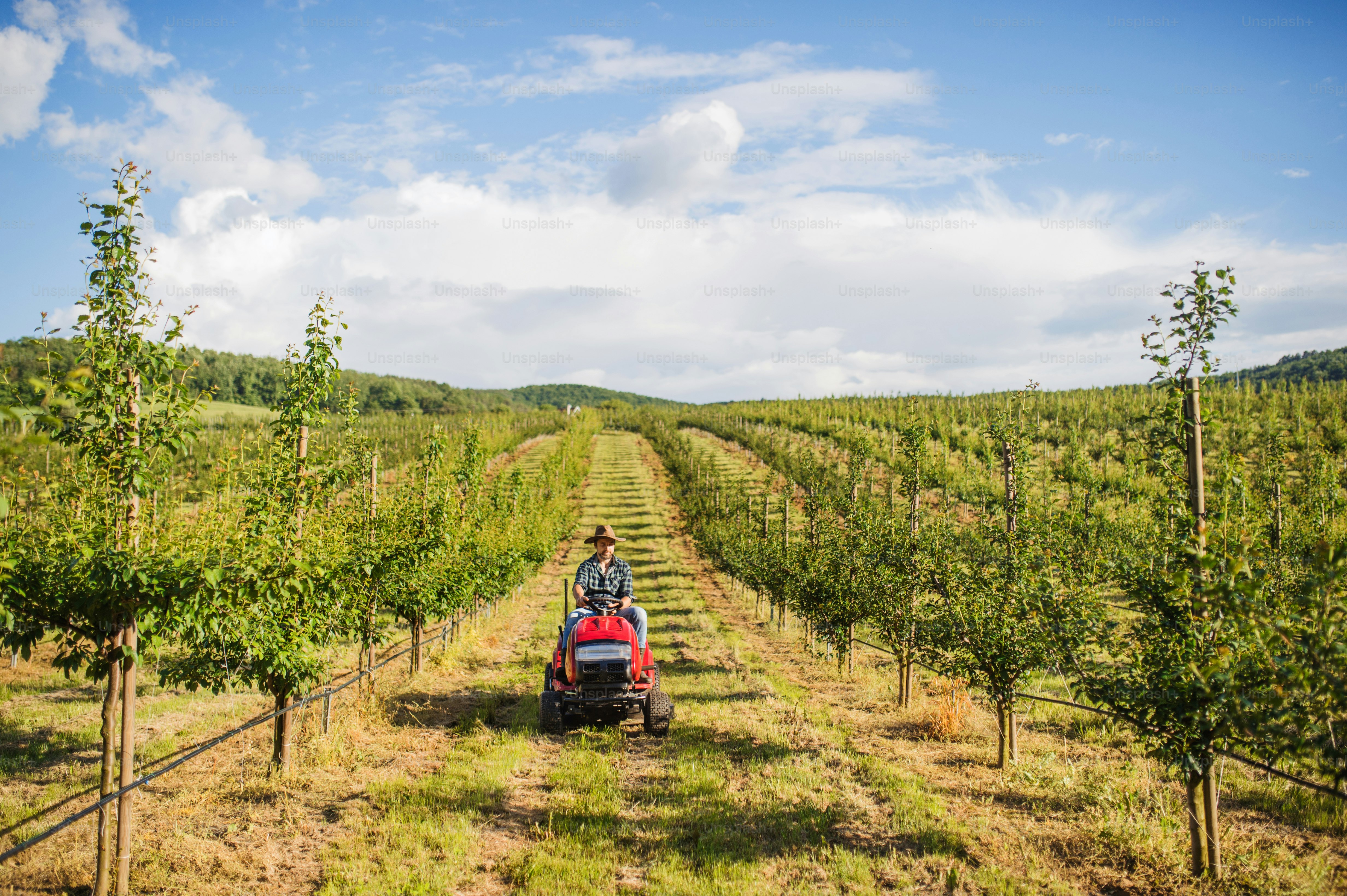A front view of mature farmer driving mini tractor outdoors in orchard ...