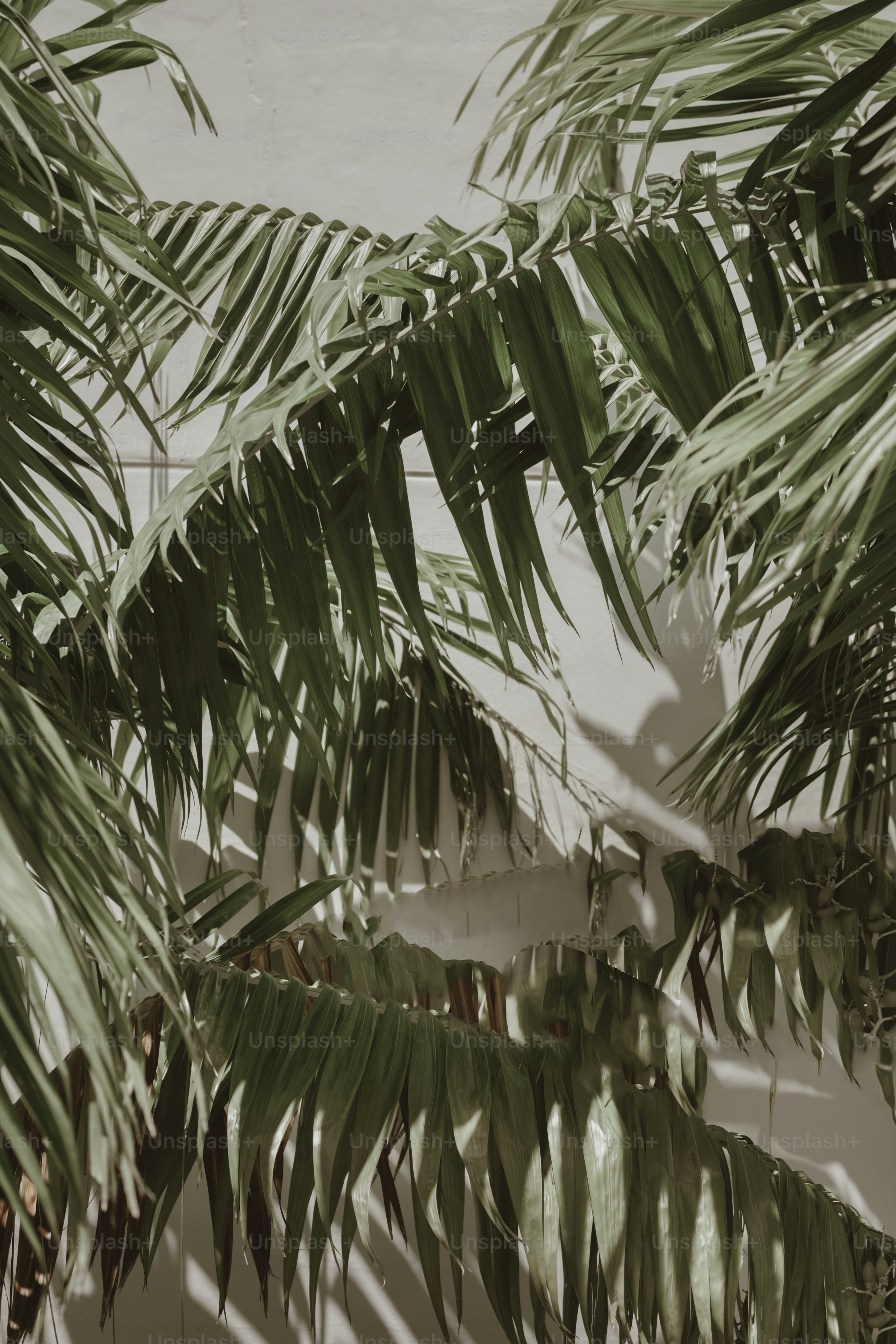 A close up of a palm tree leaves photo – Palms Image on Unsplash