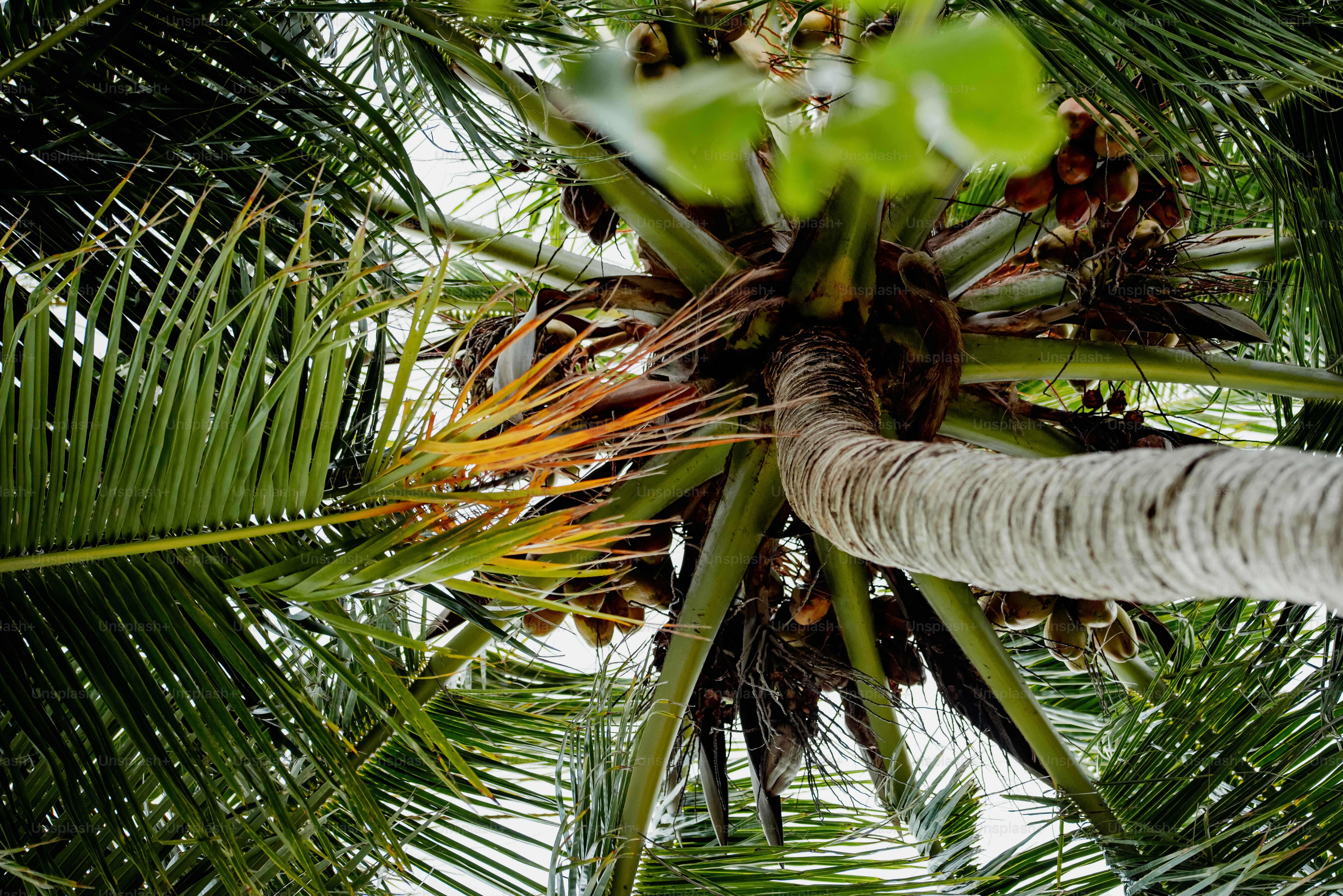 A close up of a palm tree with lots of leaves photo – Maldives Image on ...