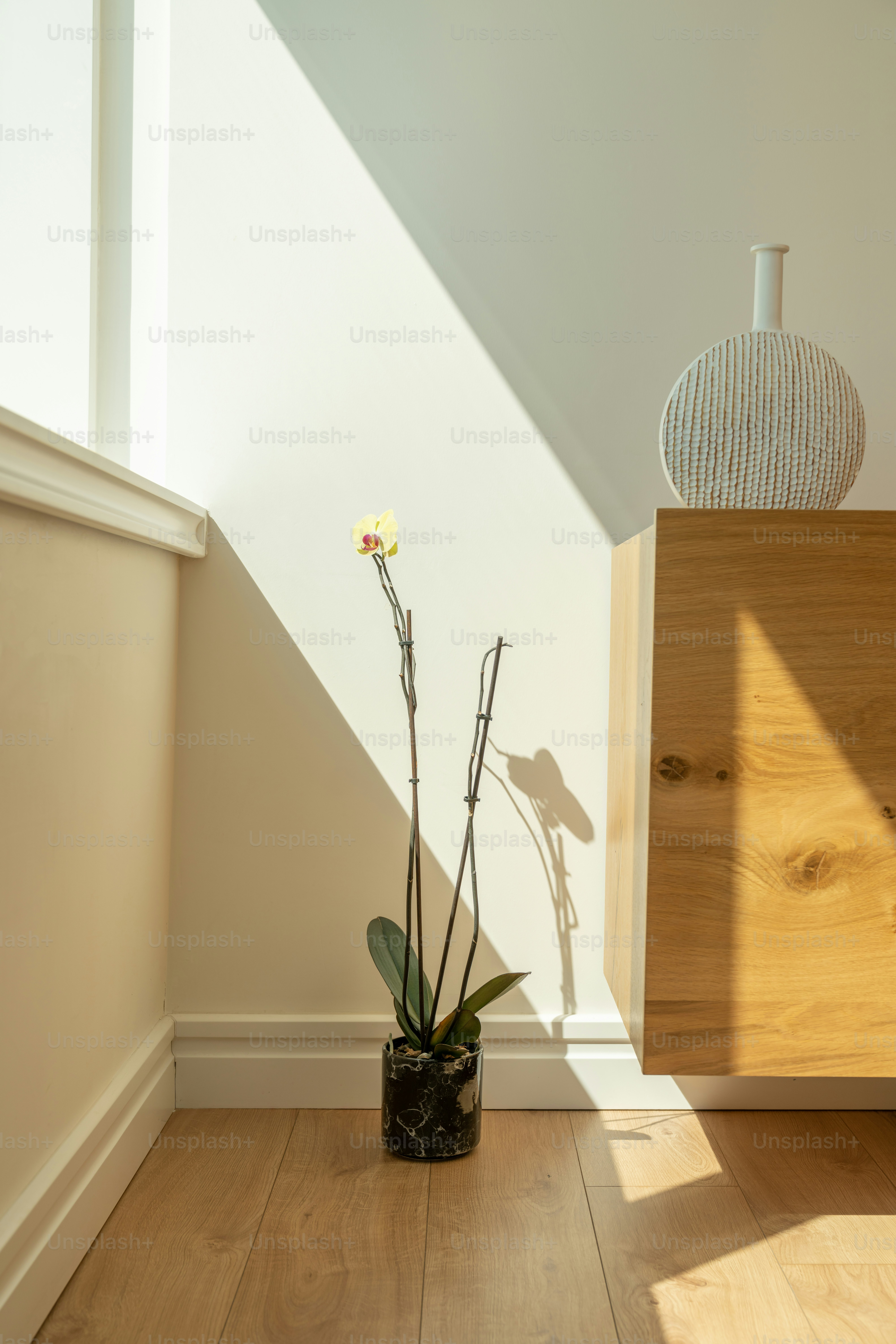 Une petite plante en pot assise sur un plancher de bois franc photo ...