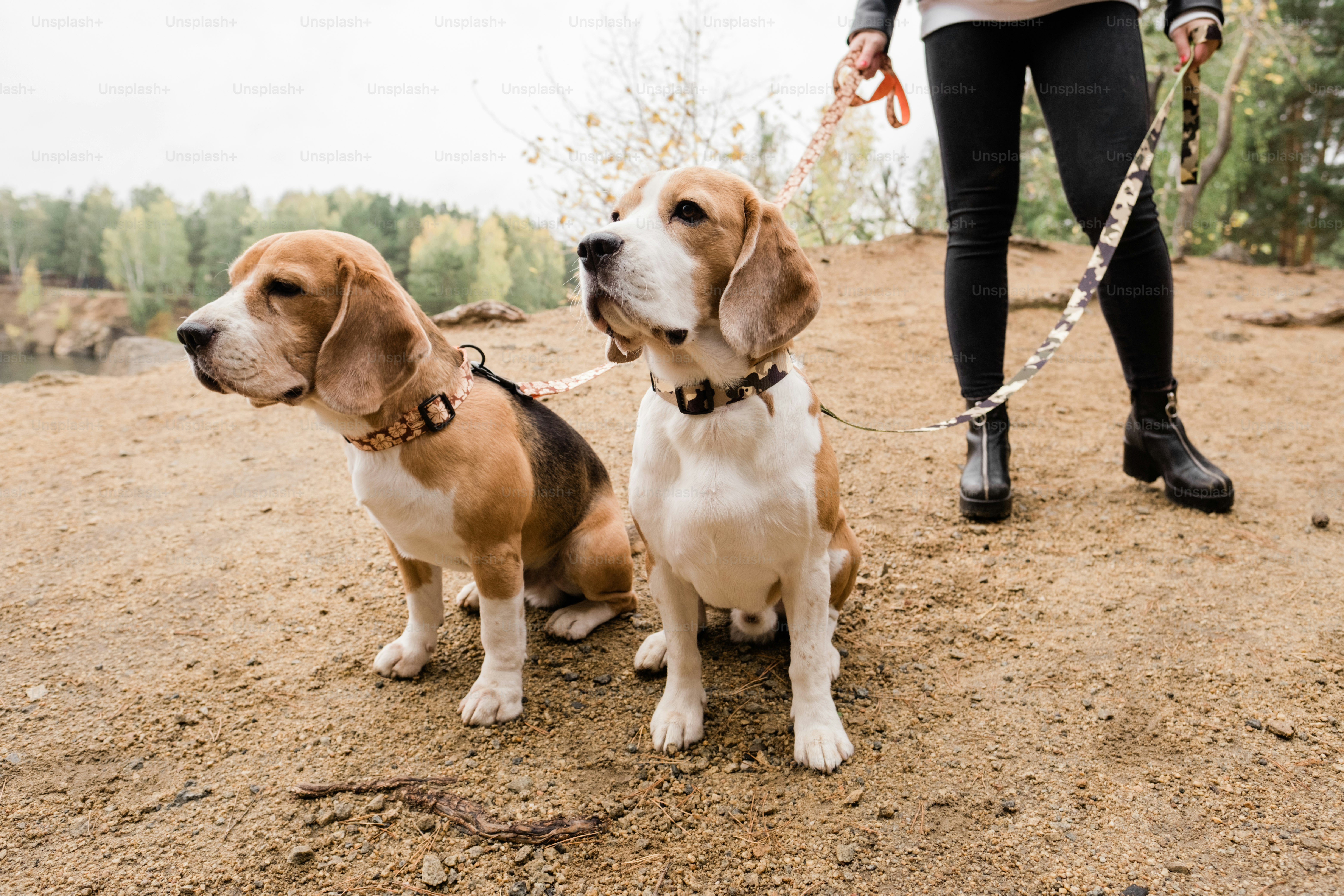 Two cute purebred beagles sitting on sand while chilling with their ...