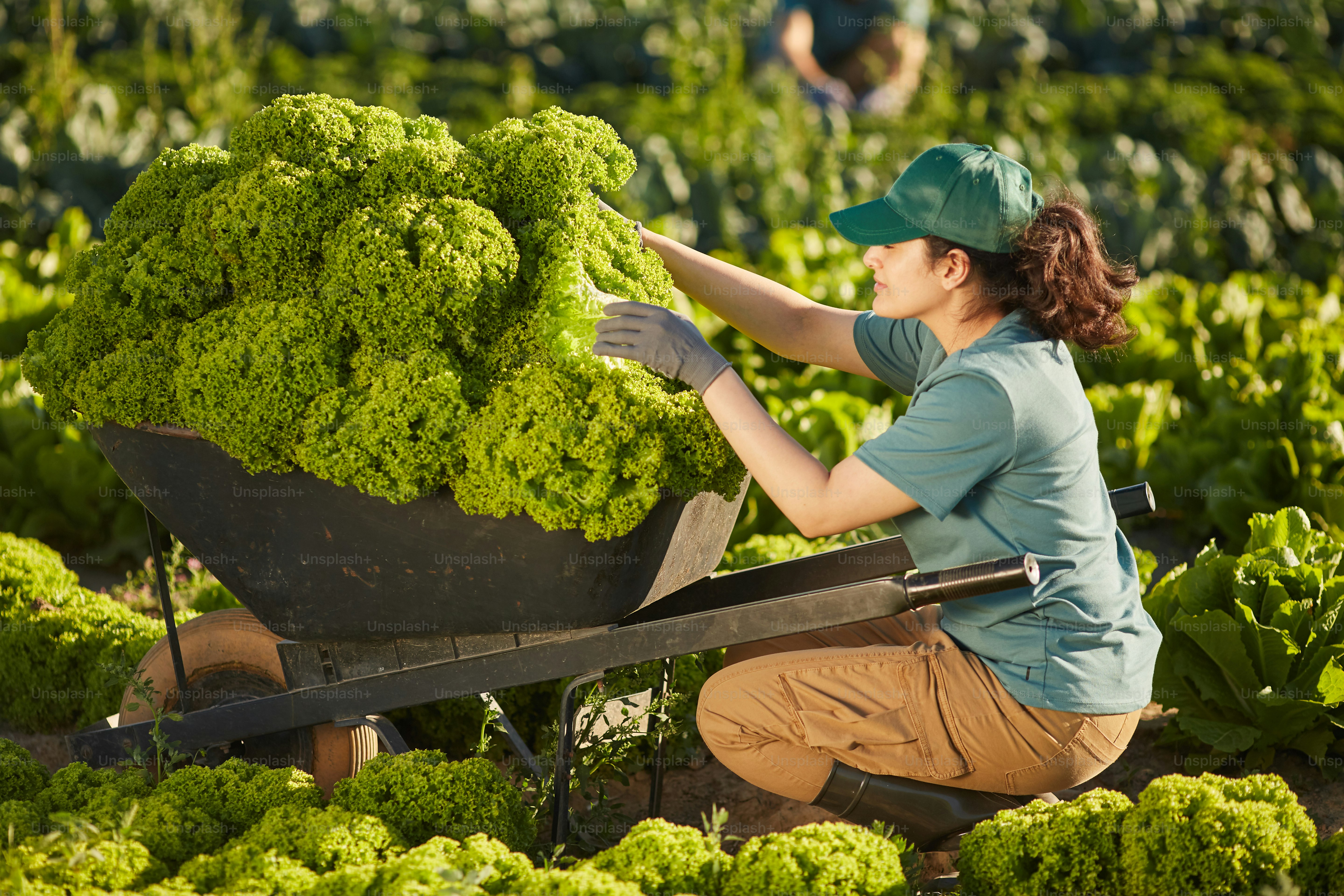 Side view portrait of female worker loading harvest in cart at ...