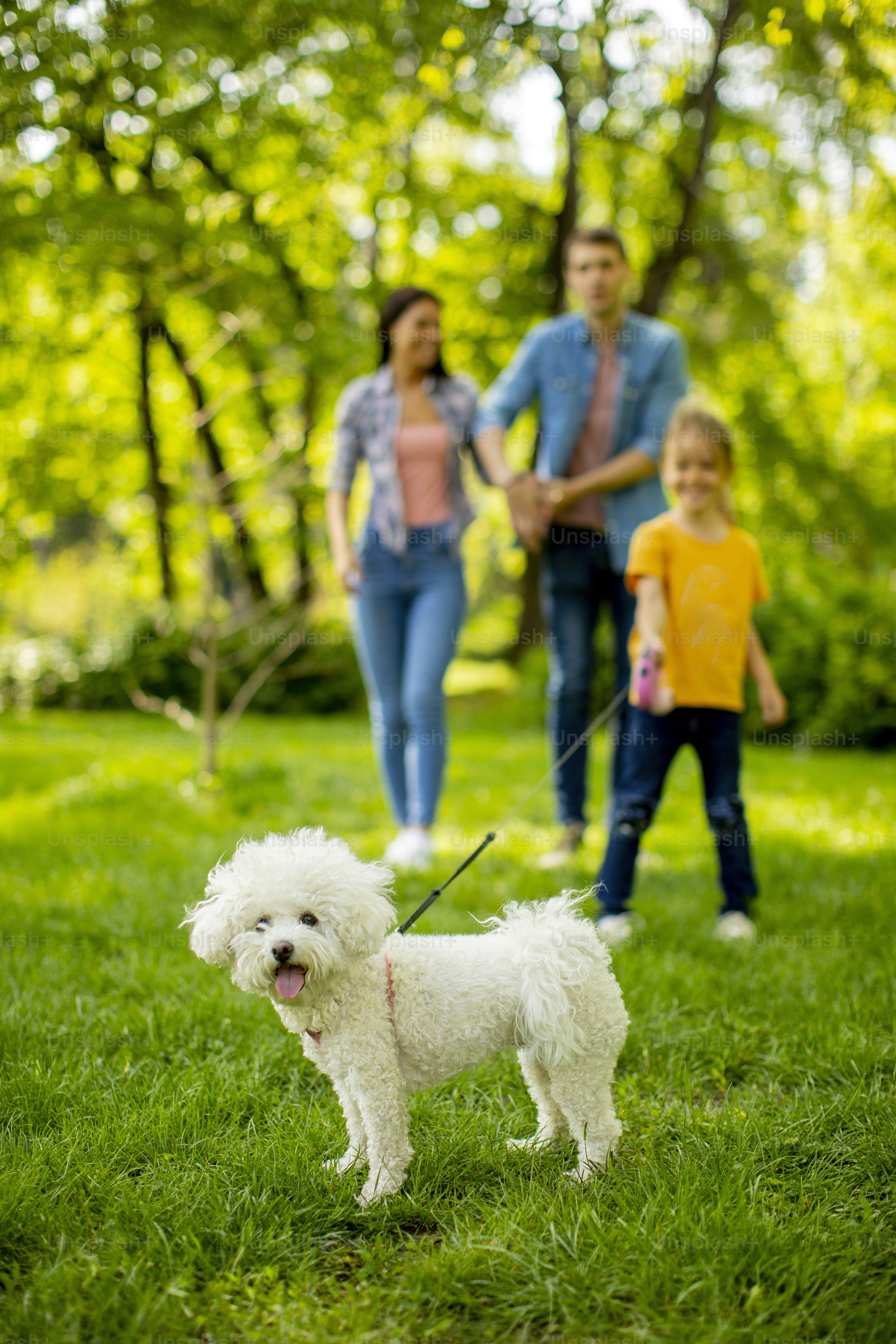Happy young family with cute bichon dog in the park photo – Family ...