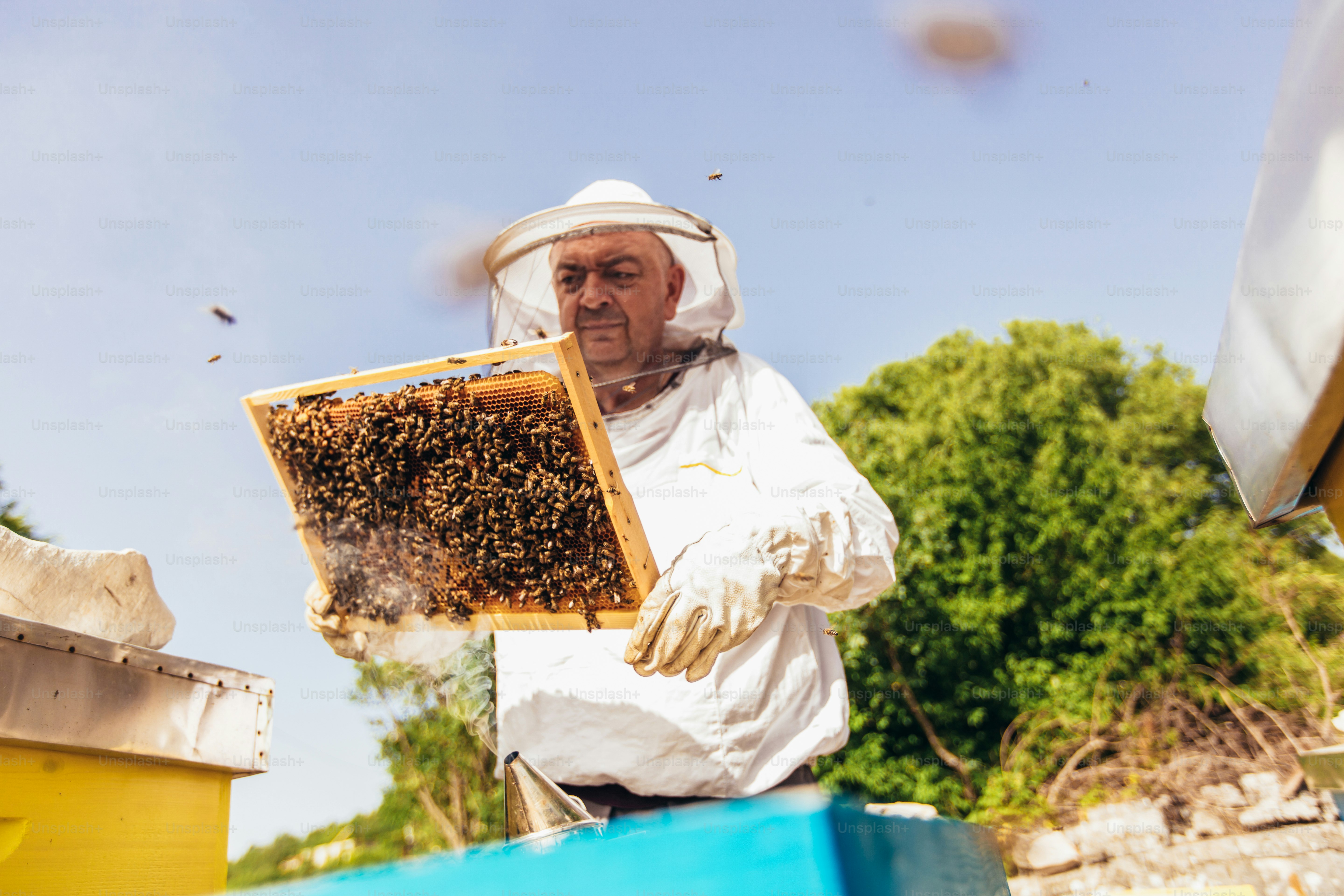 Beekeeper working collect honey. Beekeeping concept. photo – Portrait ...