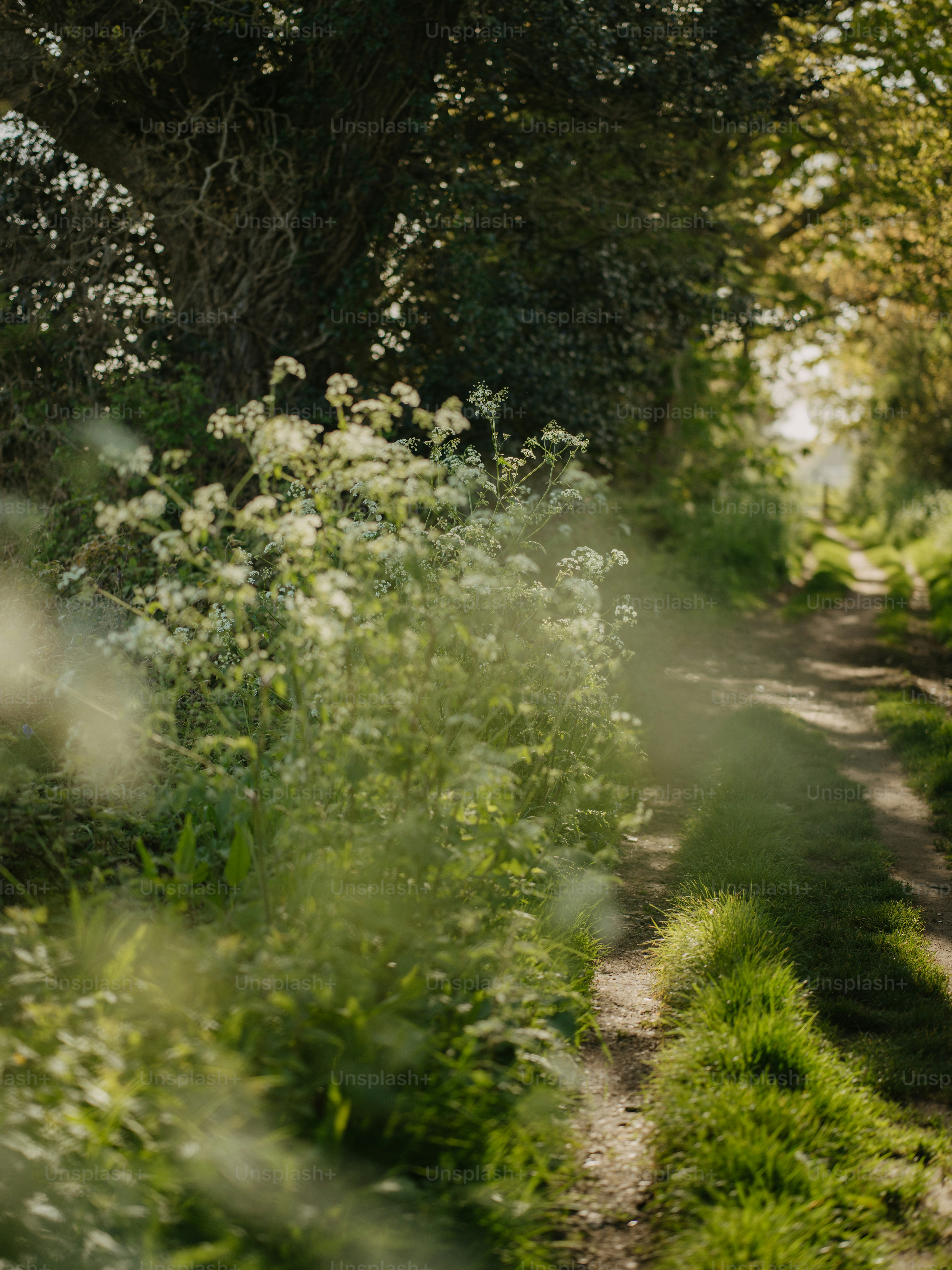 500+ Greenery Pictures [HQ] | Download Free Images on Unsplash