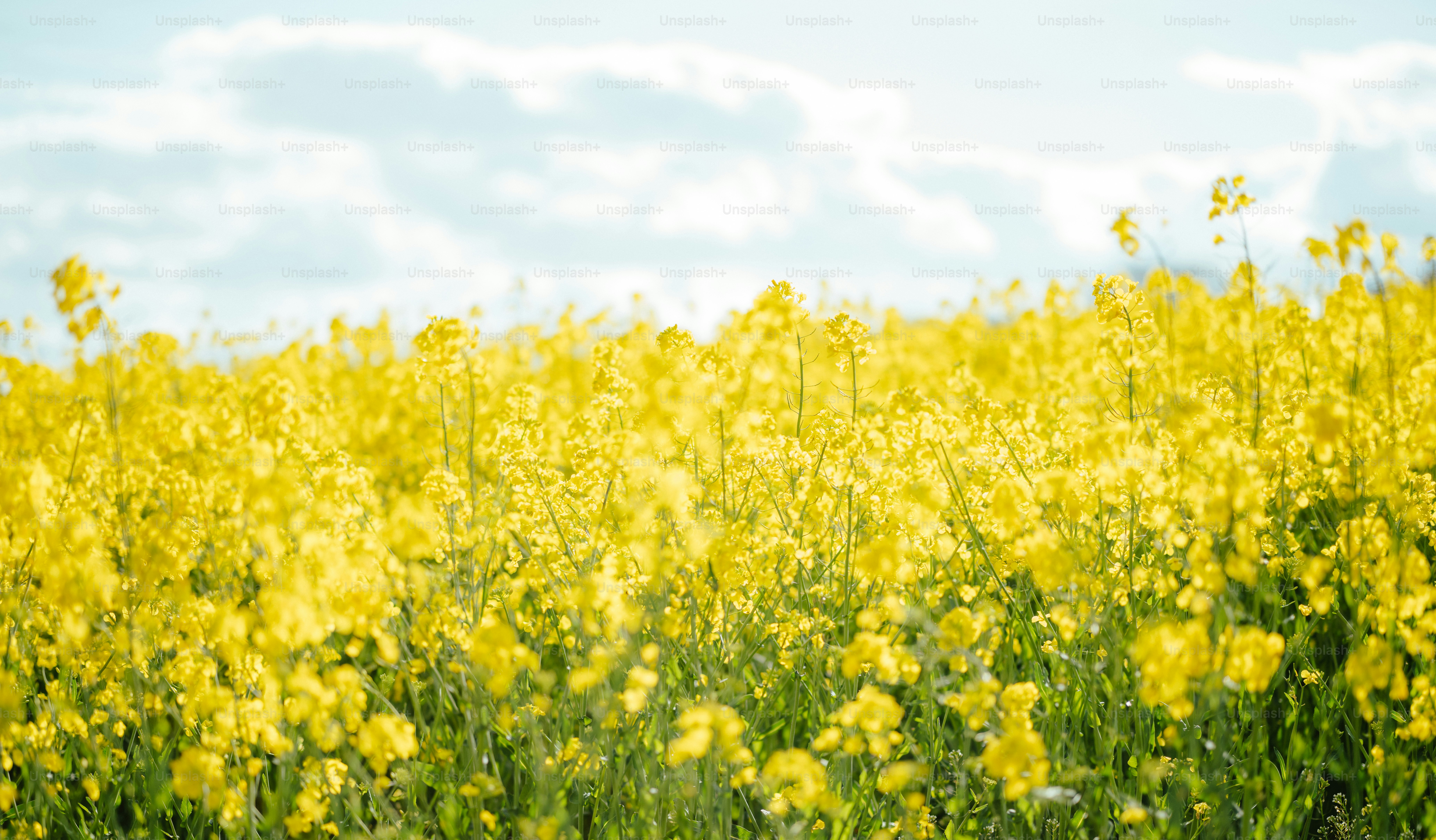 Spring Wallpapers | 60 best free photos on Unsplash