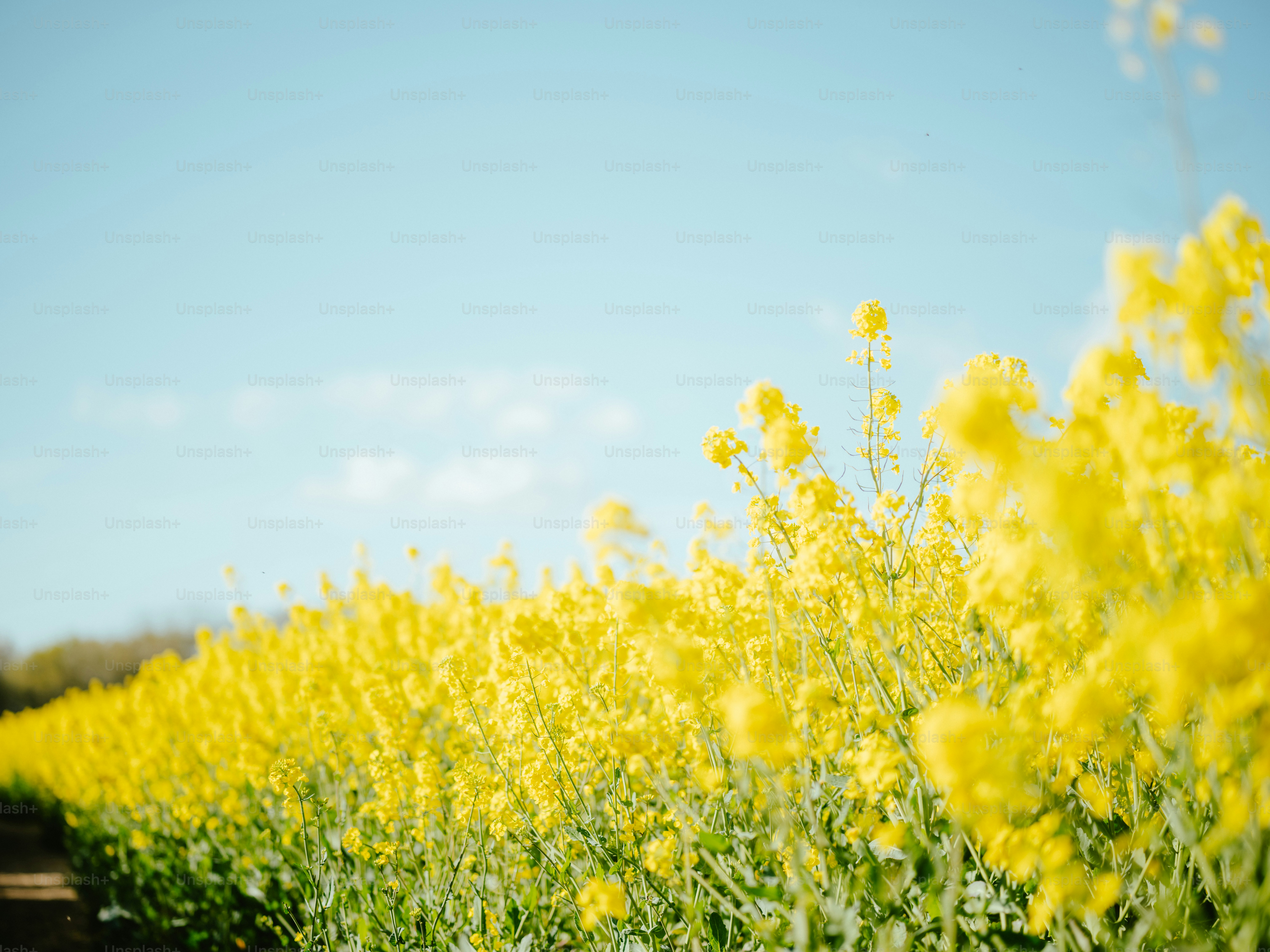 A field full of yellow flowers under a blue sky photo – Rapeseed Image ...