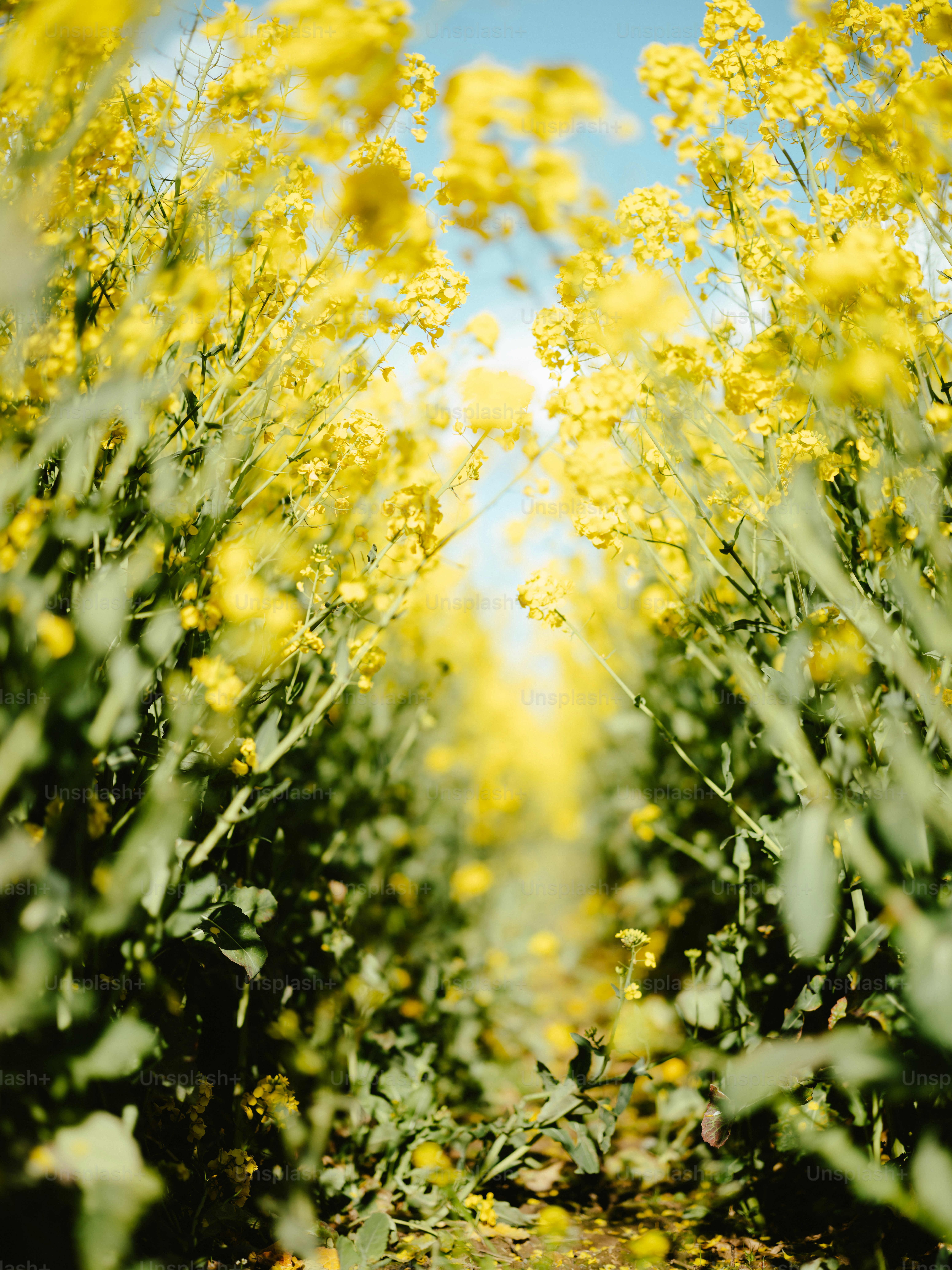 Rapeseed Pictures | Download Free Images on Unsplash