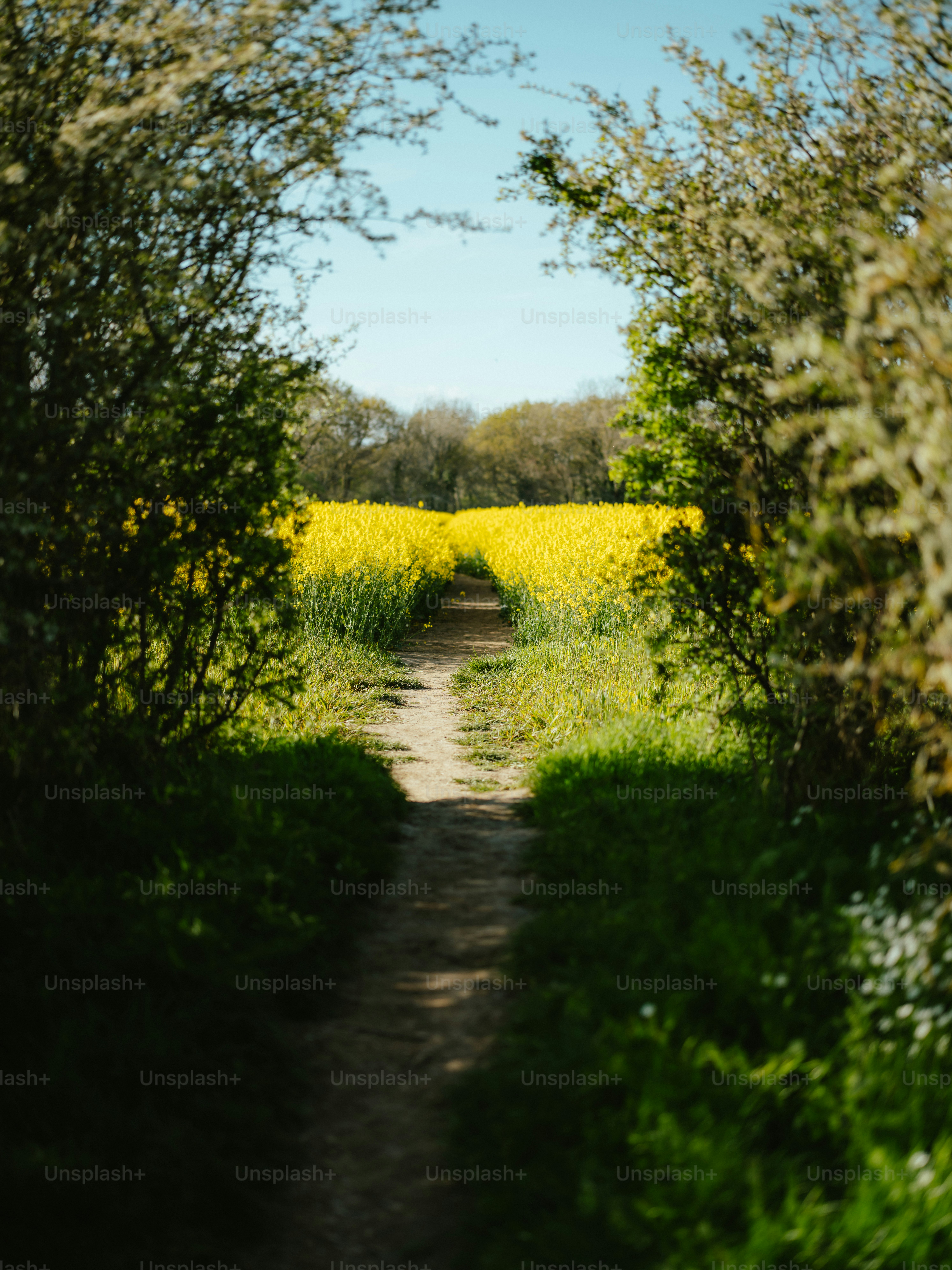 A dirt path through a field of yellow flowers photo – Outdoors Image on ...