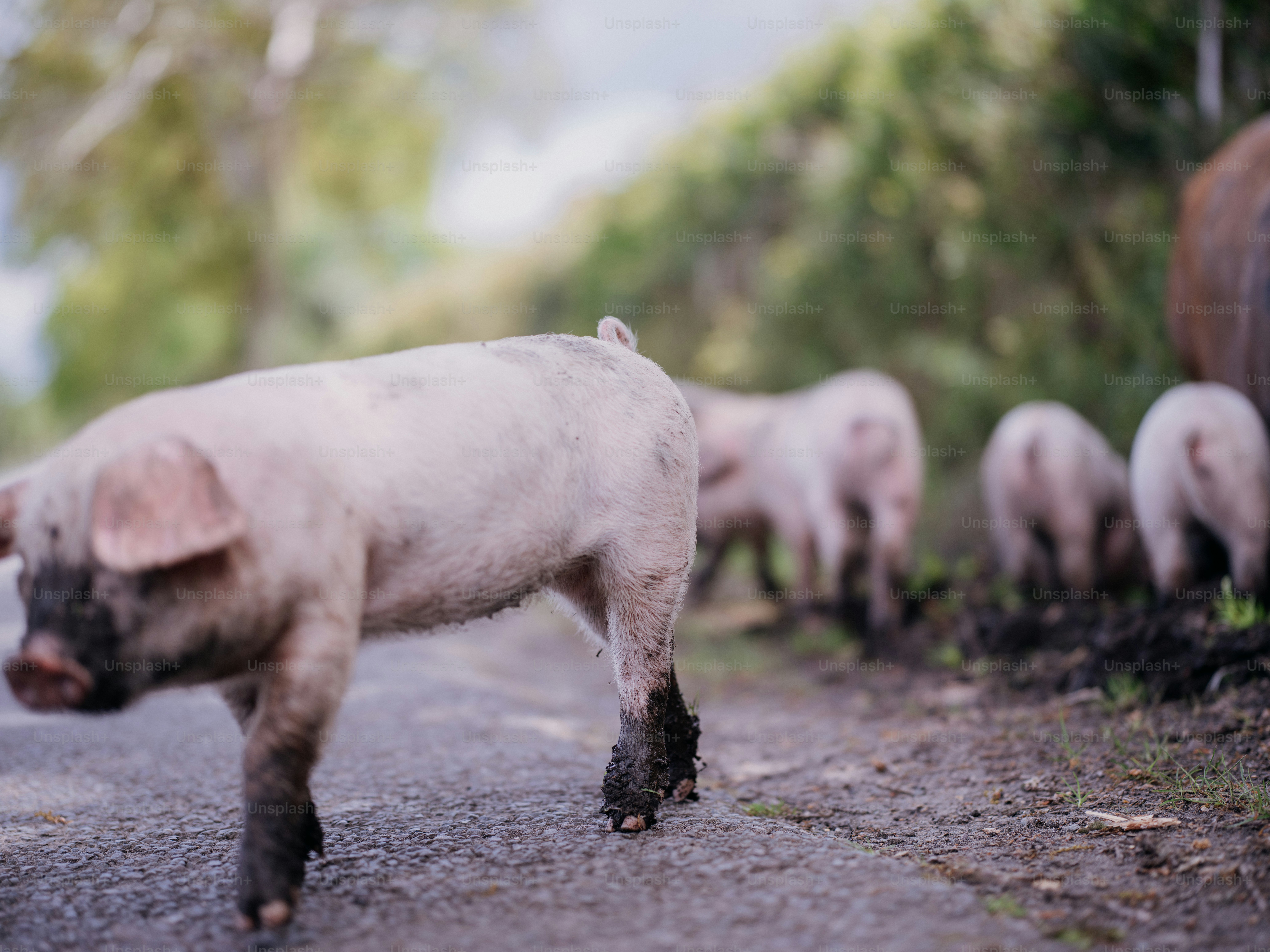 A small pig walking down a road next to a herd of sheep photo – Piglet ...