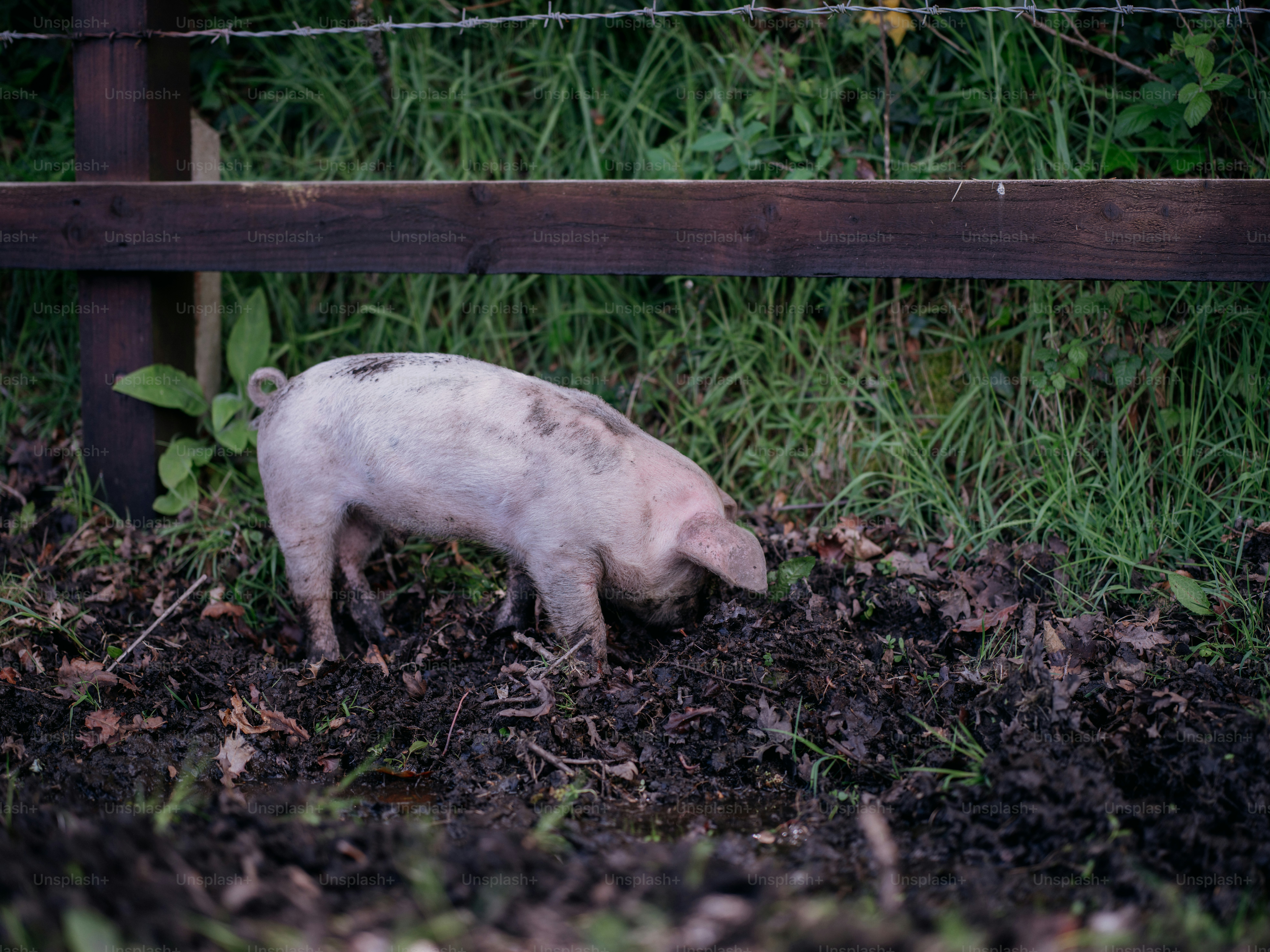 A small pig is standing in the dirt photo – Animal husbandry Image on ...