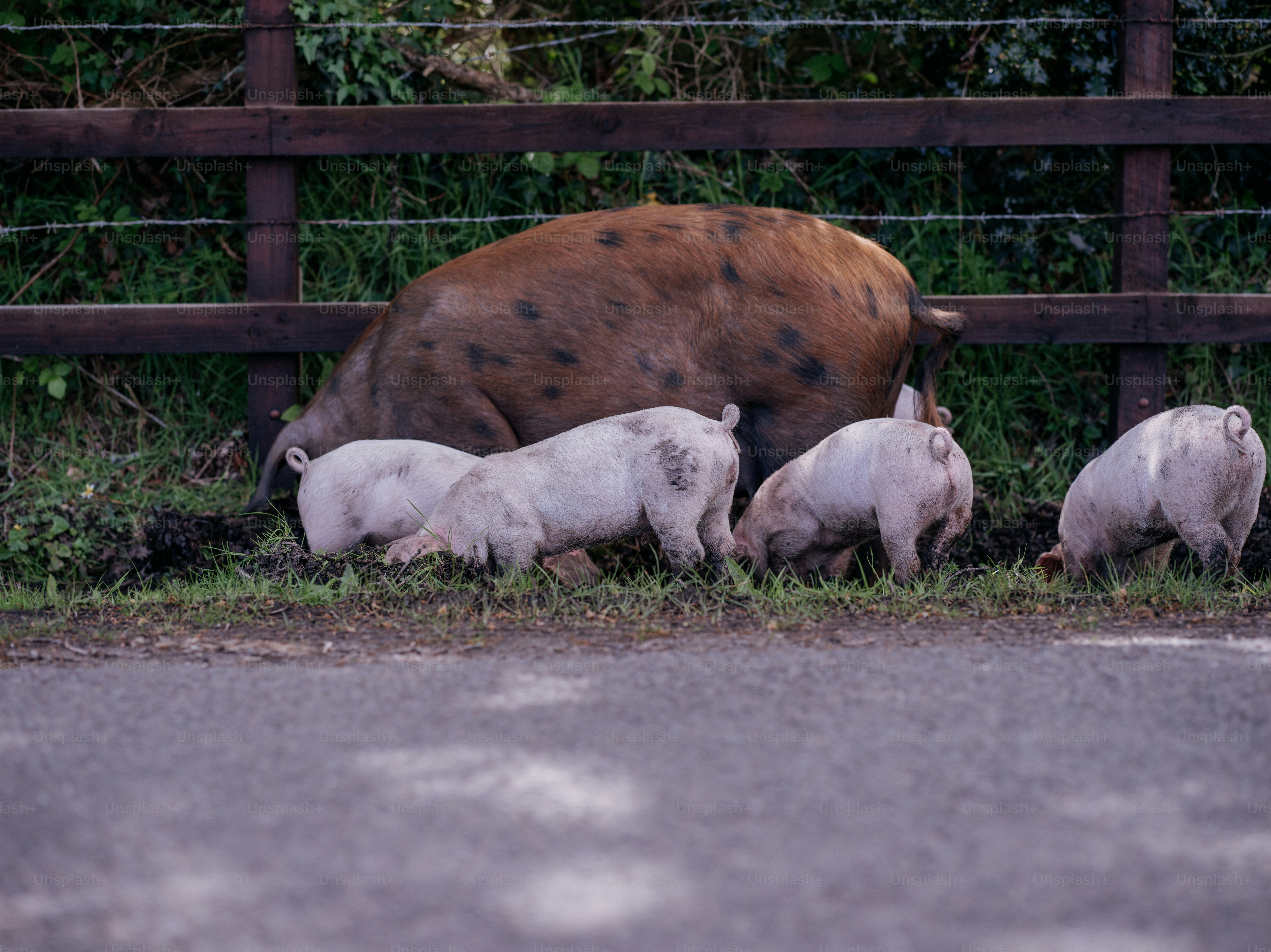 A group of pigs standing next to a fence photo – Pig Image on Unsplash