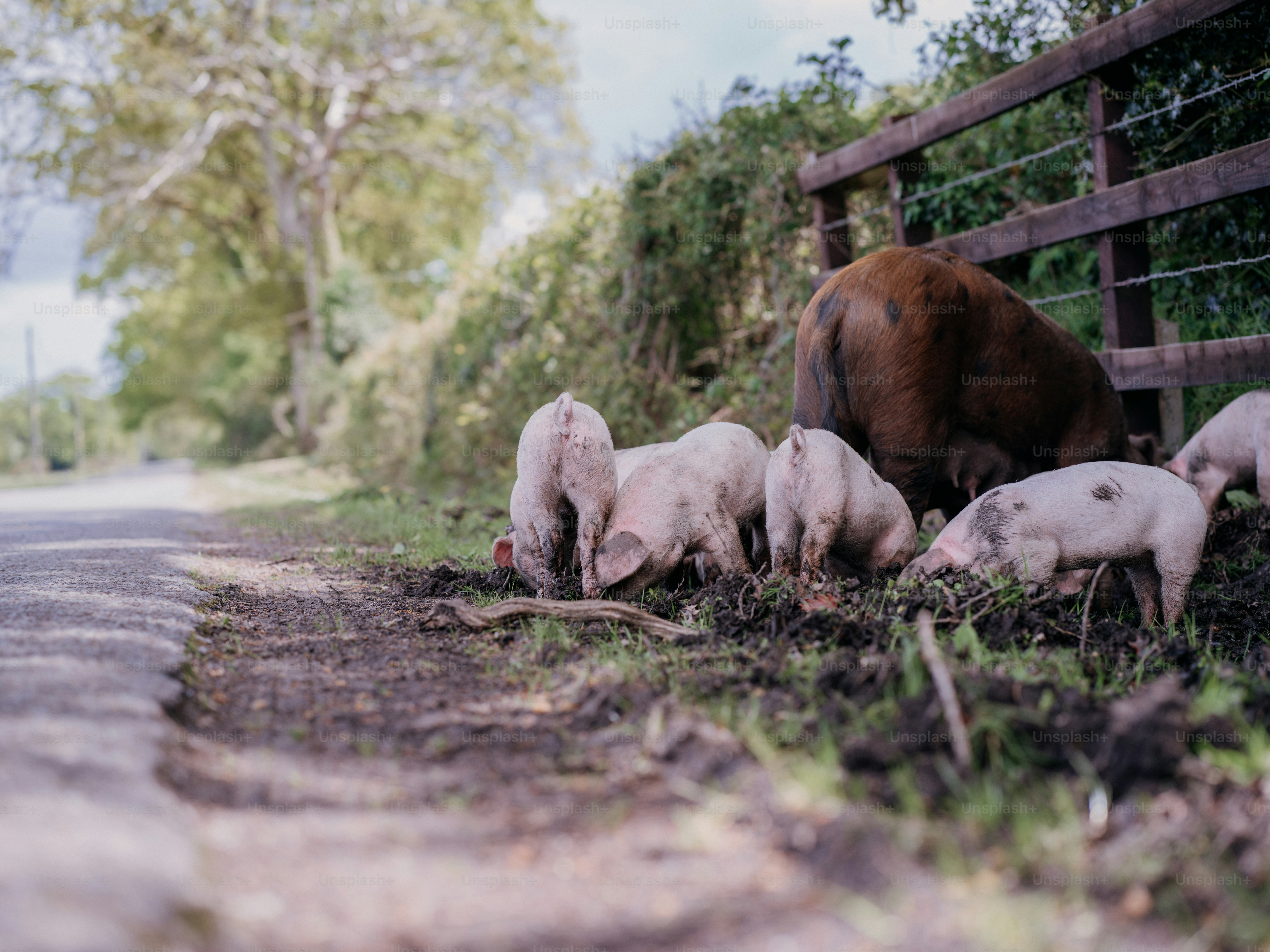 A herd of sheep standing next to a wooden fence photo – Pig Image on ...