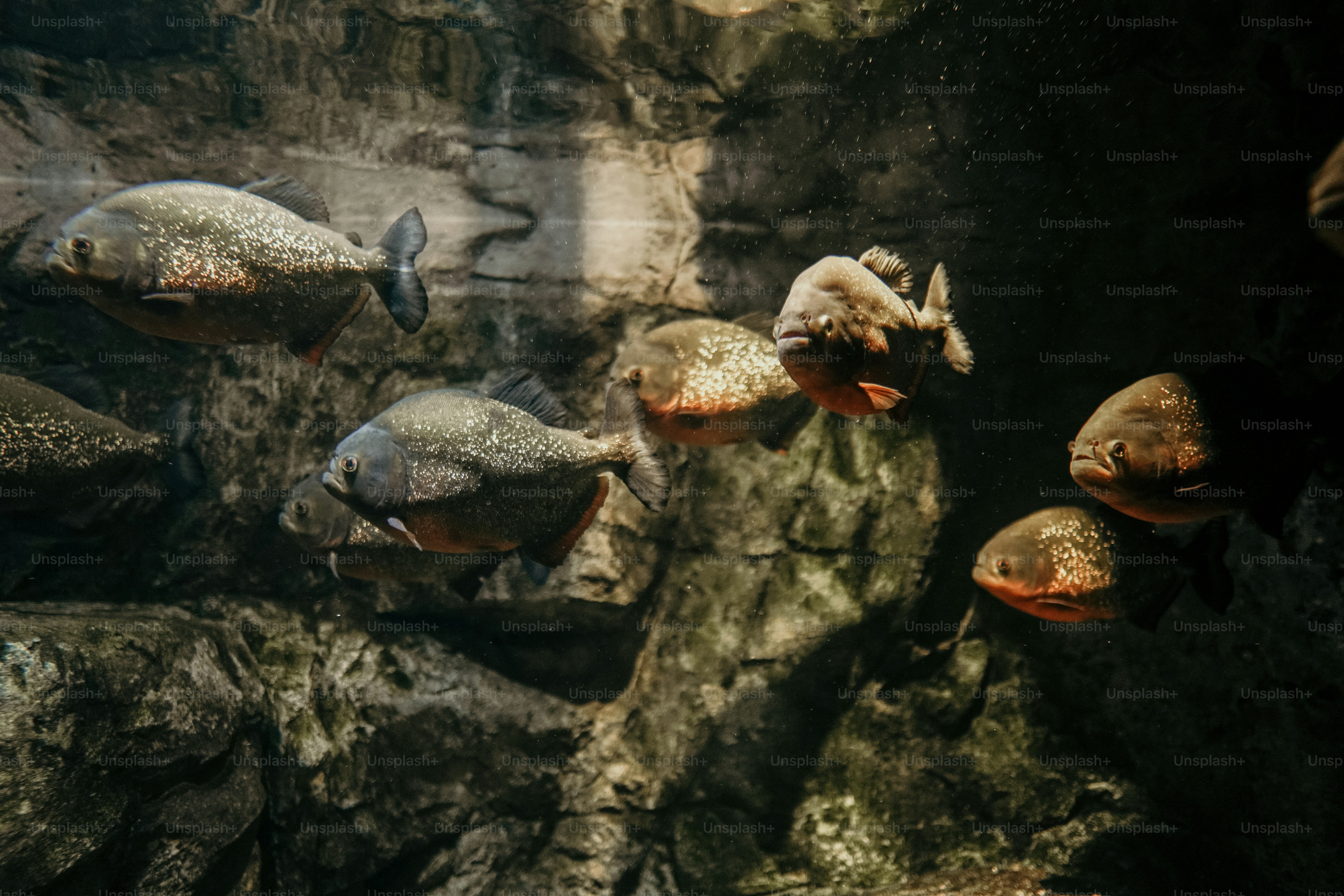 A group of fish swimming in an aquarium photo – Usa Image on Unsplash