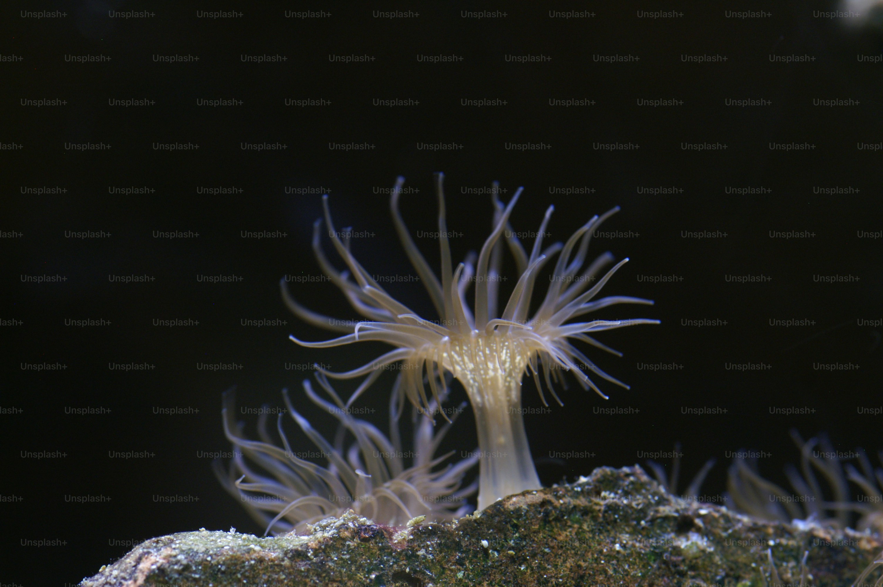 A close up of a sea anemone on a rock photo – Under water Image on Unsplash