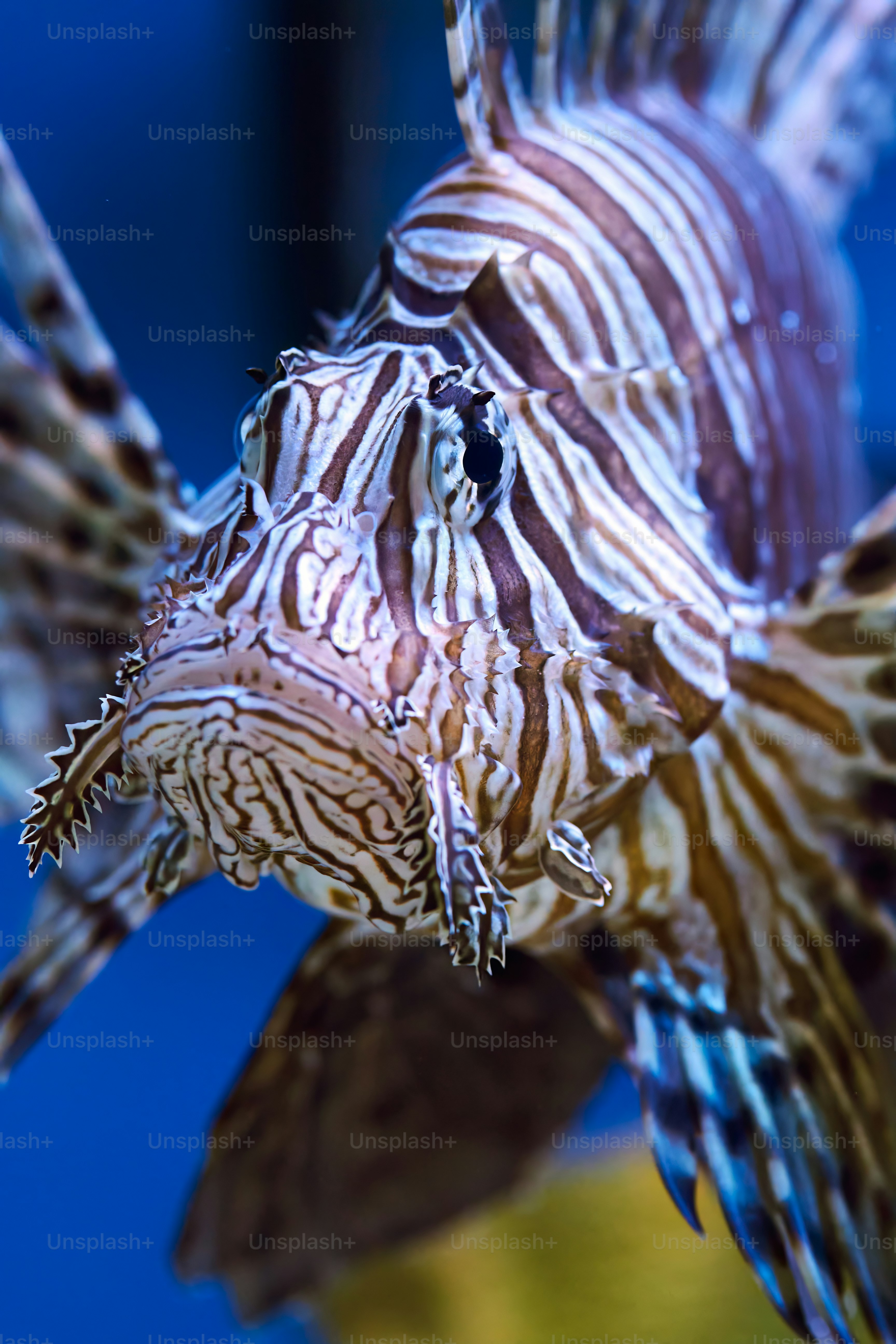 A close up of a fish in a tank photo – Fish Image on Unsplash
