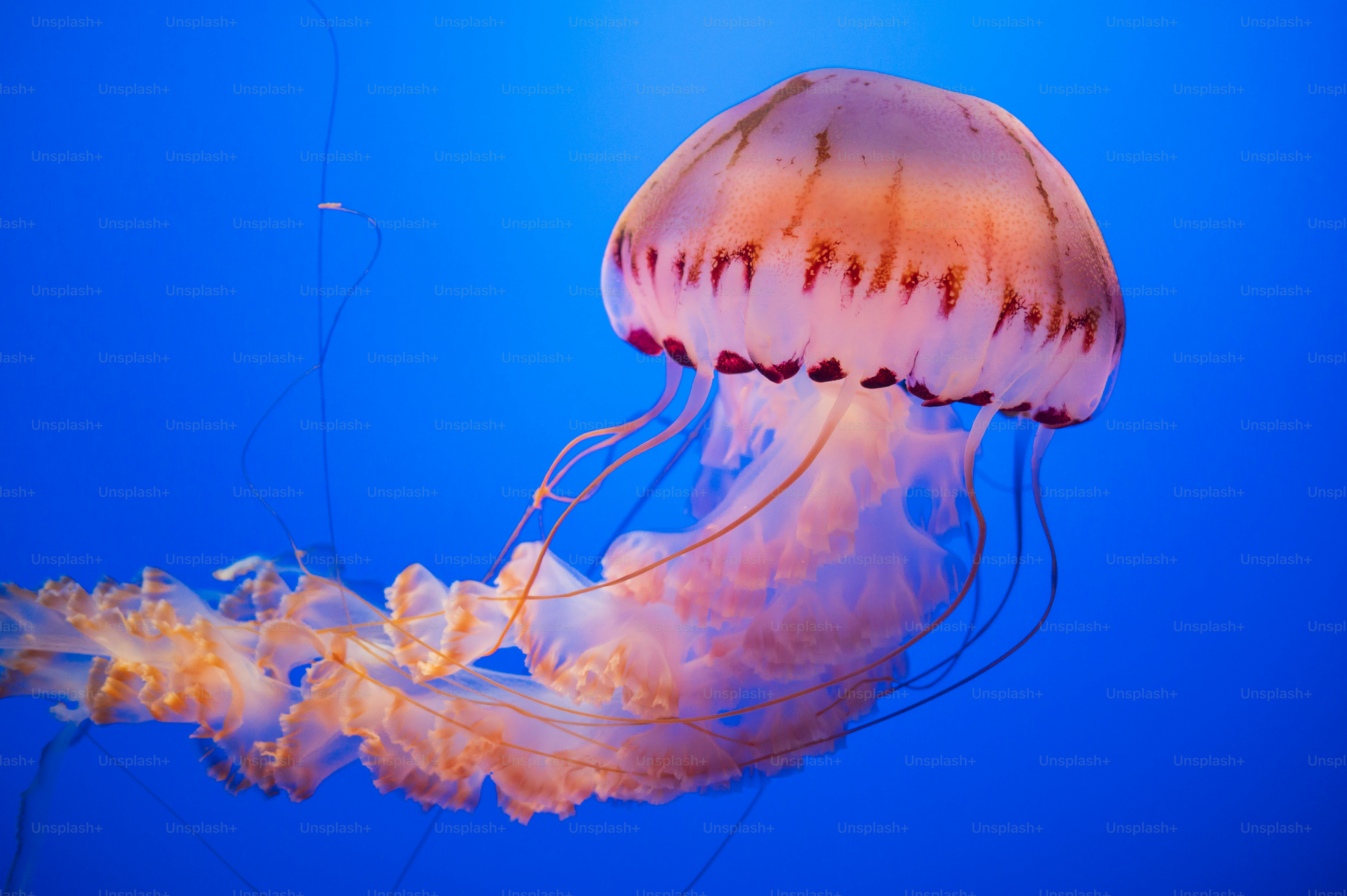Underwater Photography Jellyfish