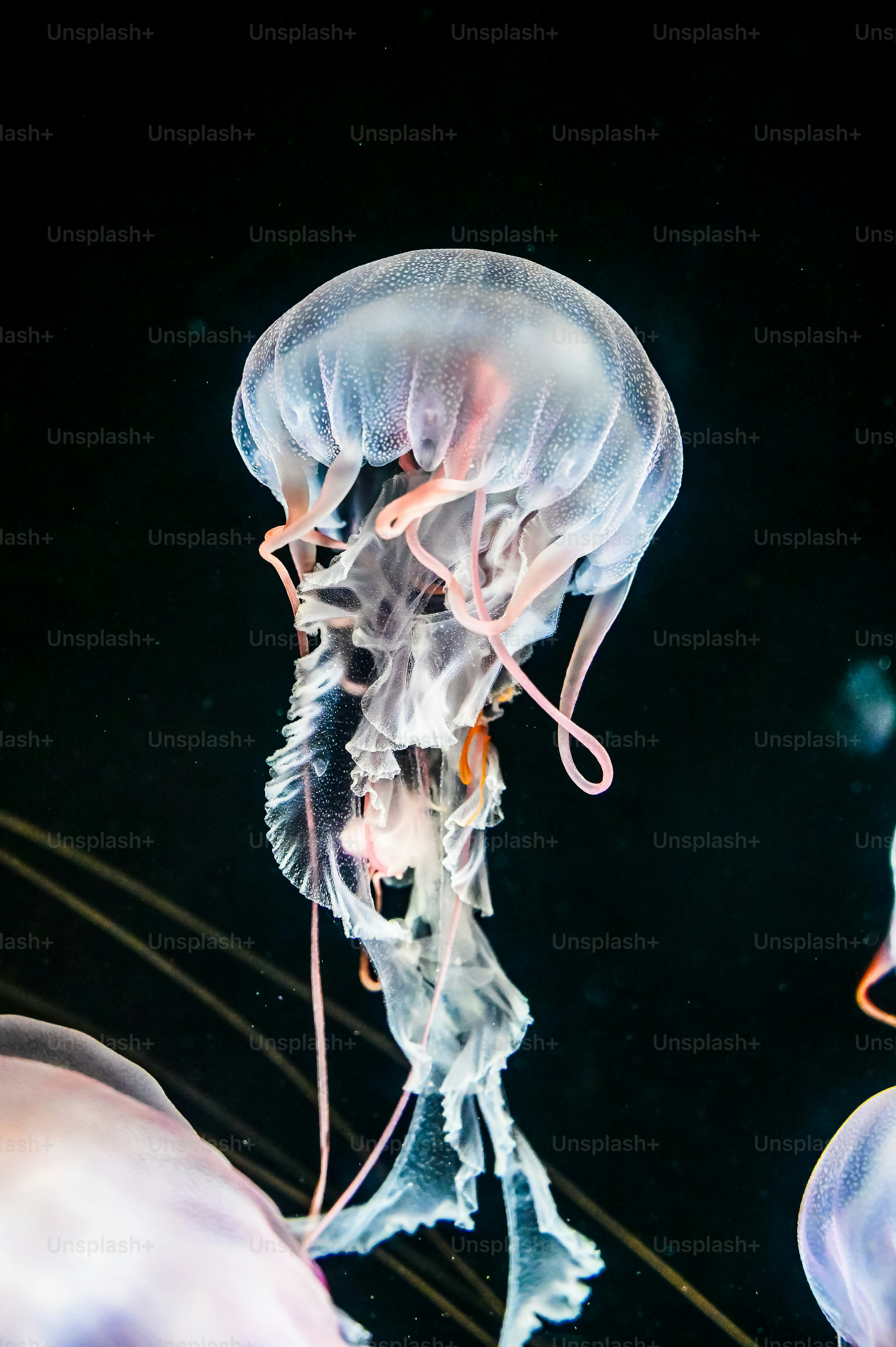 Jelly Fish Pictures | Download Free Images on Unsplash