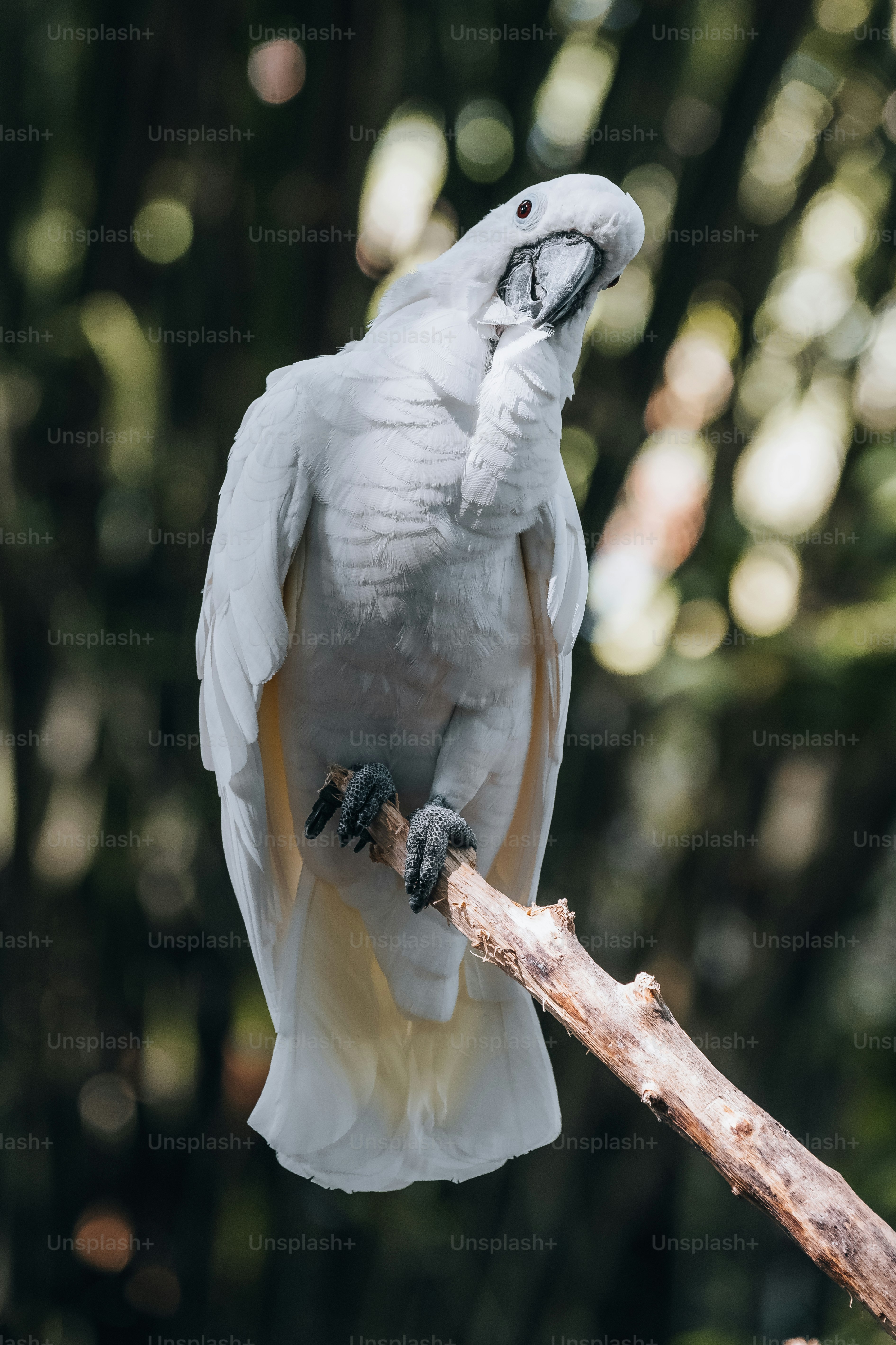 1000+ White Parrot Pictures | Download Free Images on Unsplash