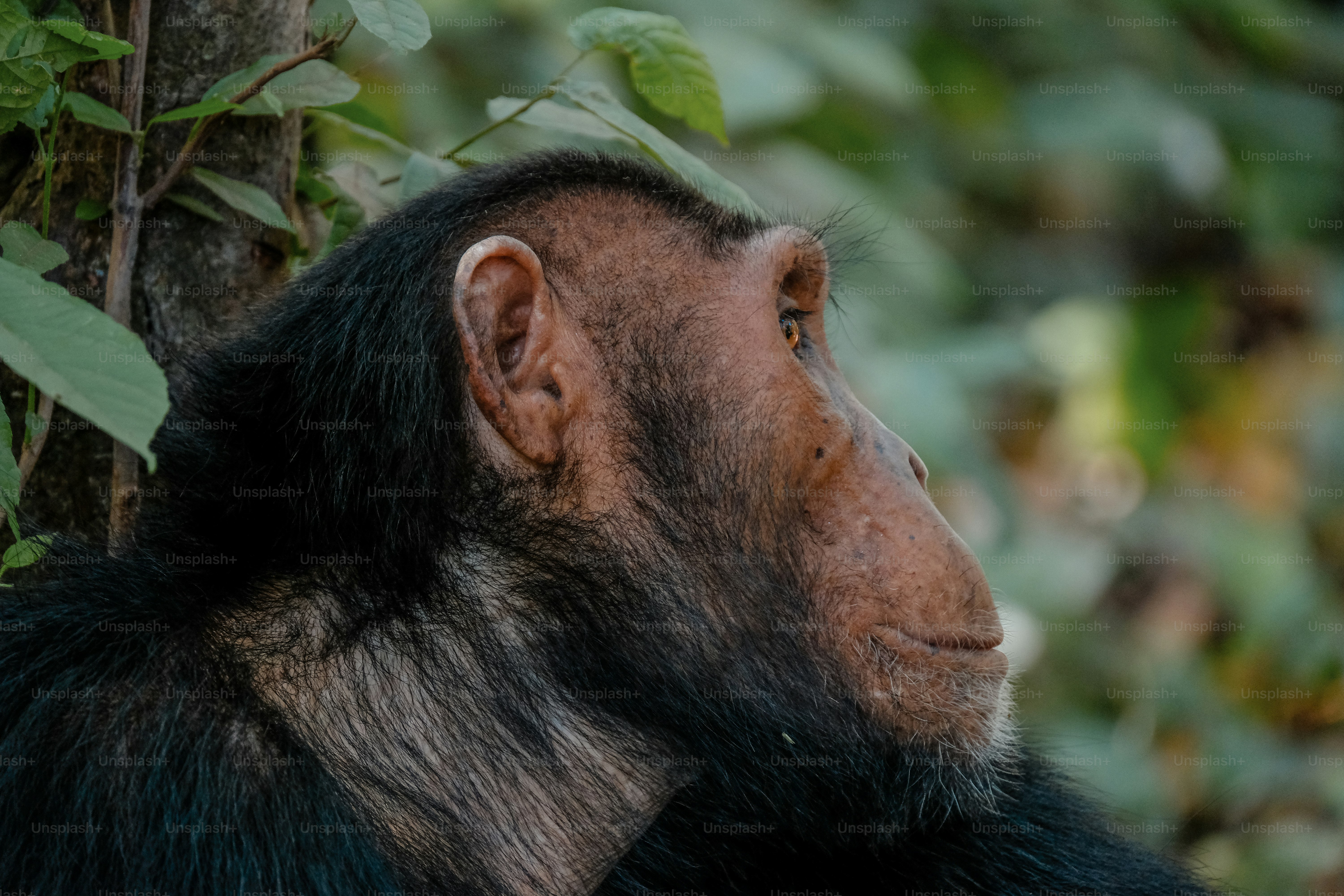 A close up of a monkey near a tree photo – Animal Image on Unsplash