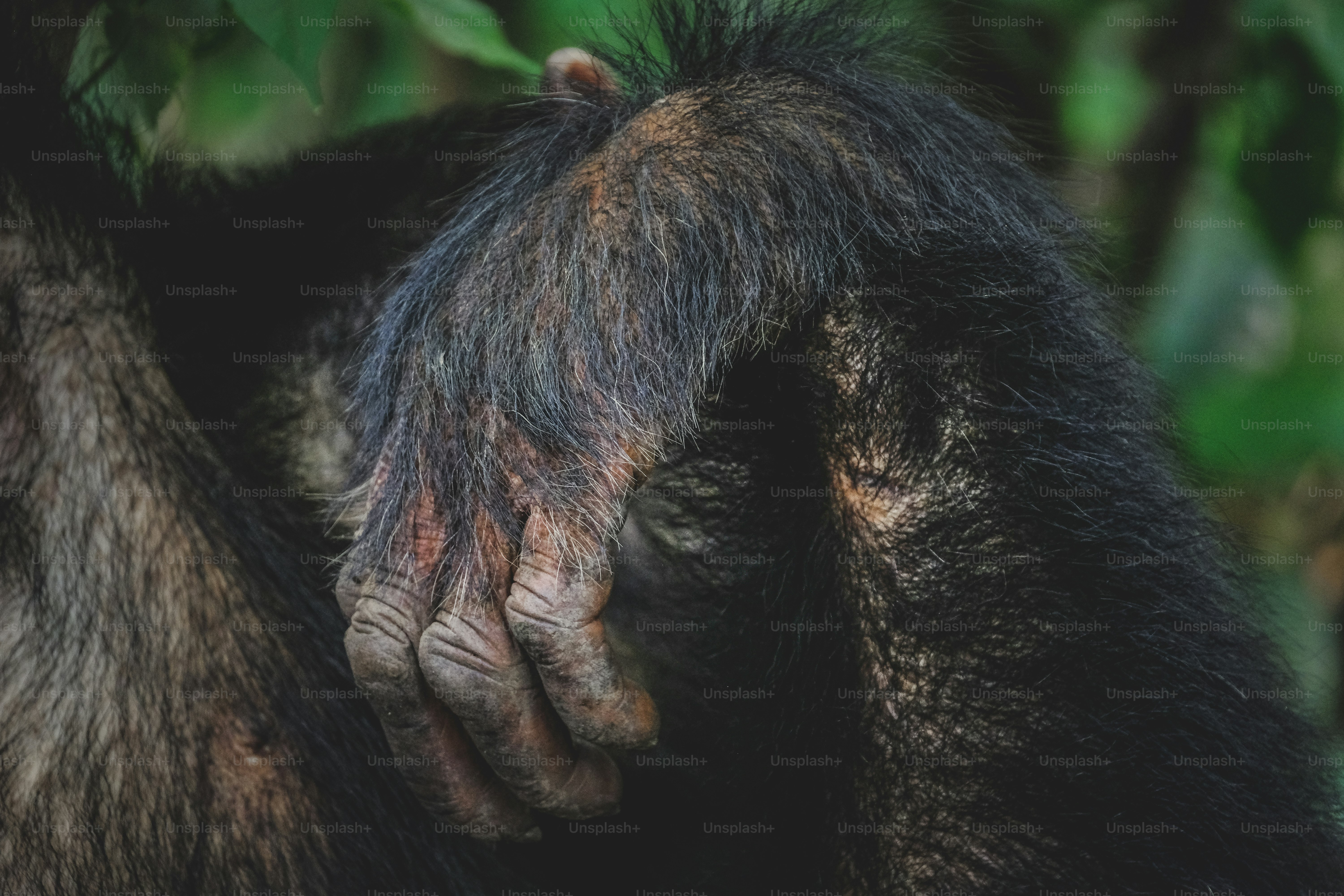 A close up of a monkey's hand on a tree branch photo – Ape Image on ...