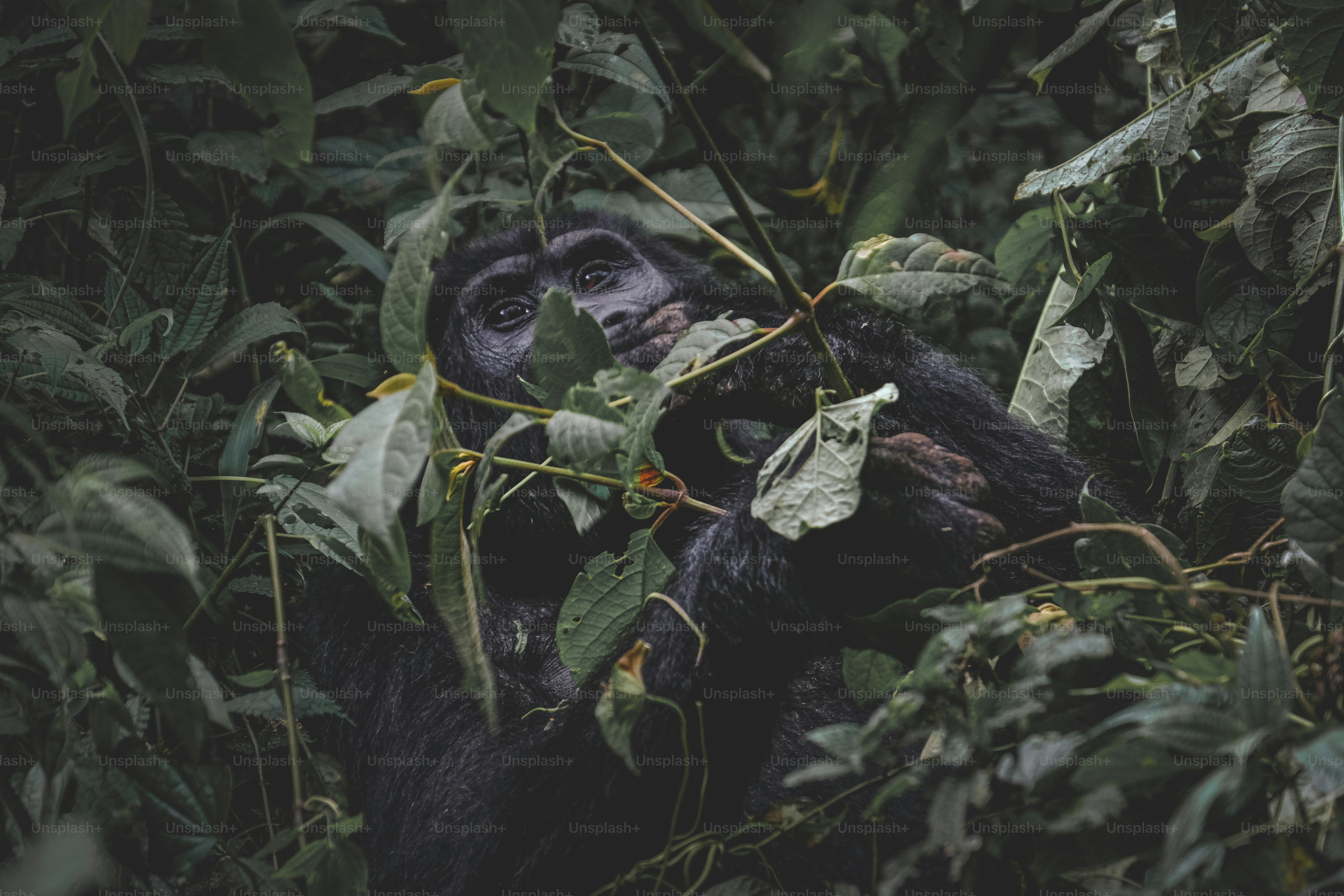 A monkey is hiding in the leaves of a tree photo – Congo Image on Unsplash