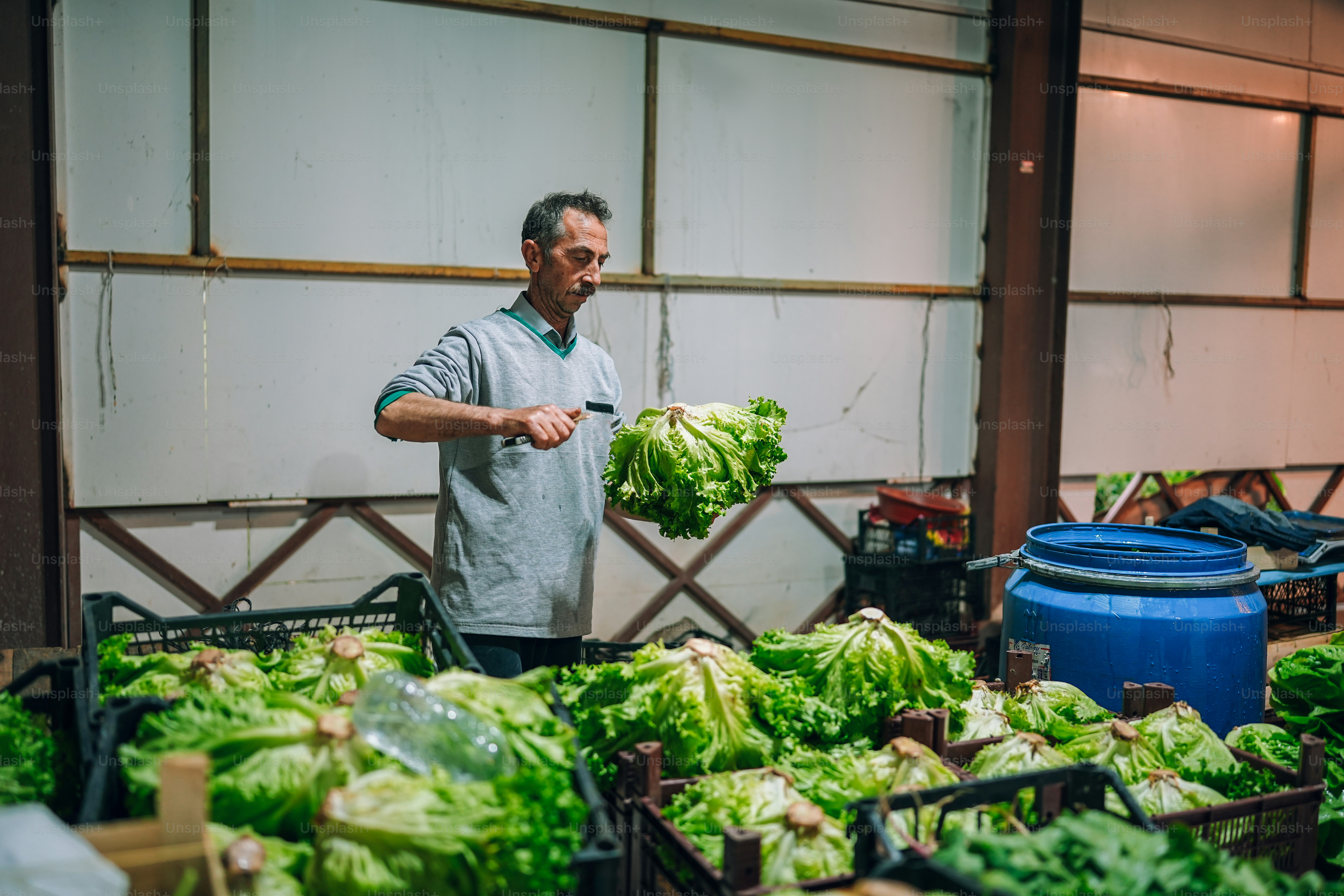 A couple of men standing next to a pile of lettuce photo – Vegetables ...