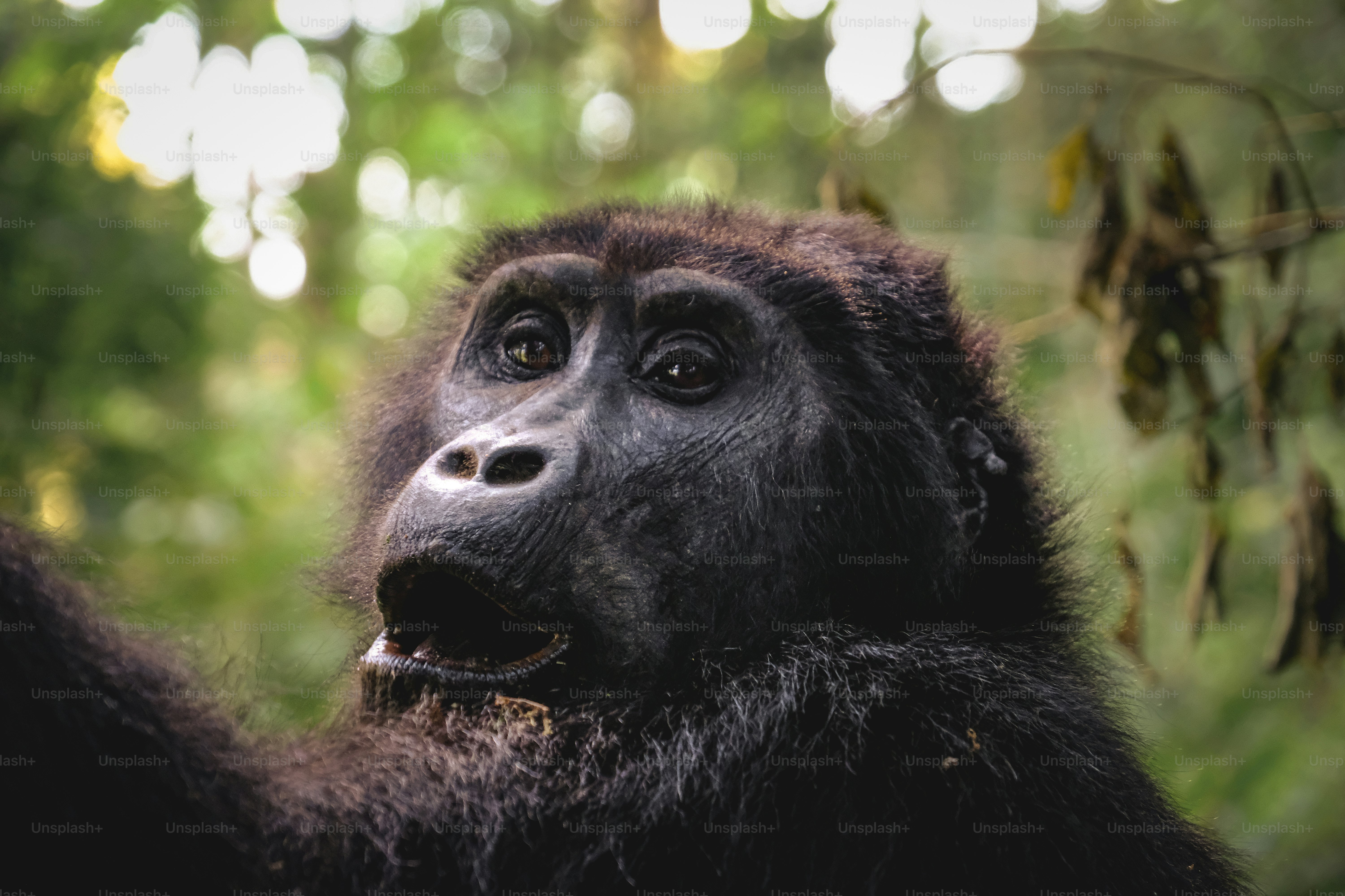 Gros plan d’un singe dans une forêt photo – Visage de gorille Photo sur ...