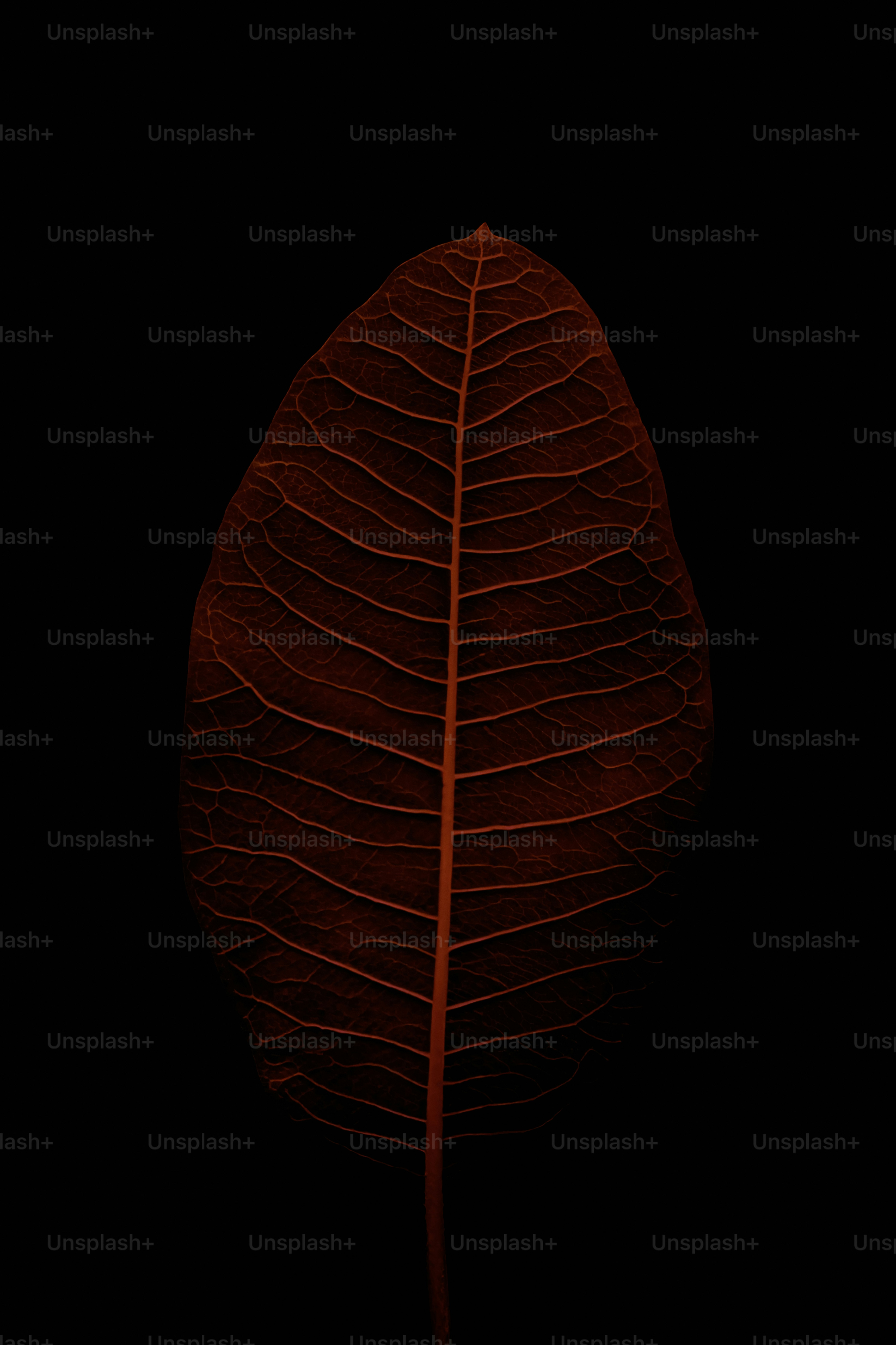 Feuille Rouge Photos | Télécharger des images gratuites sur Unsplash