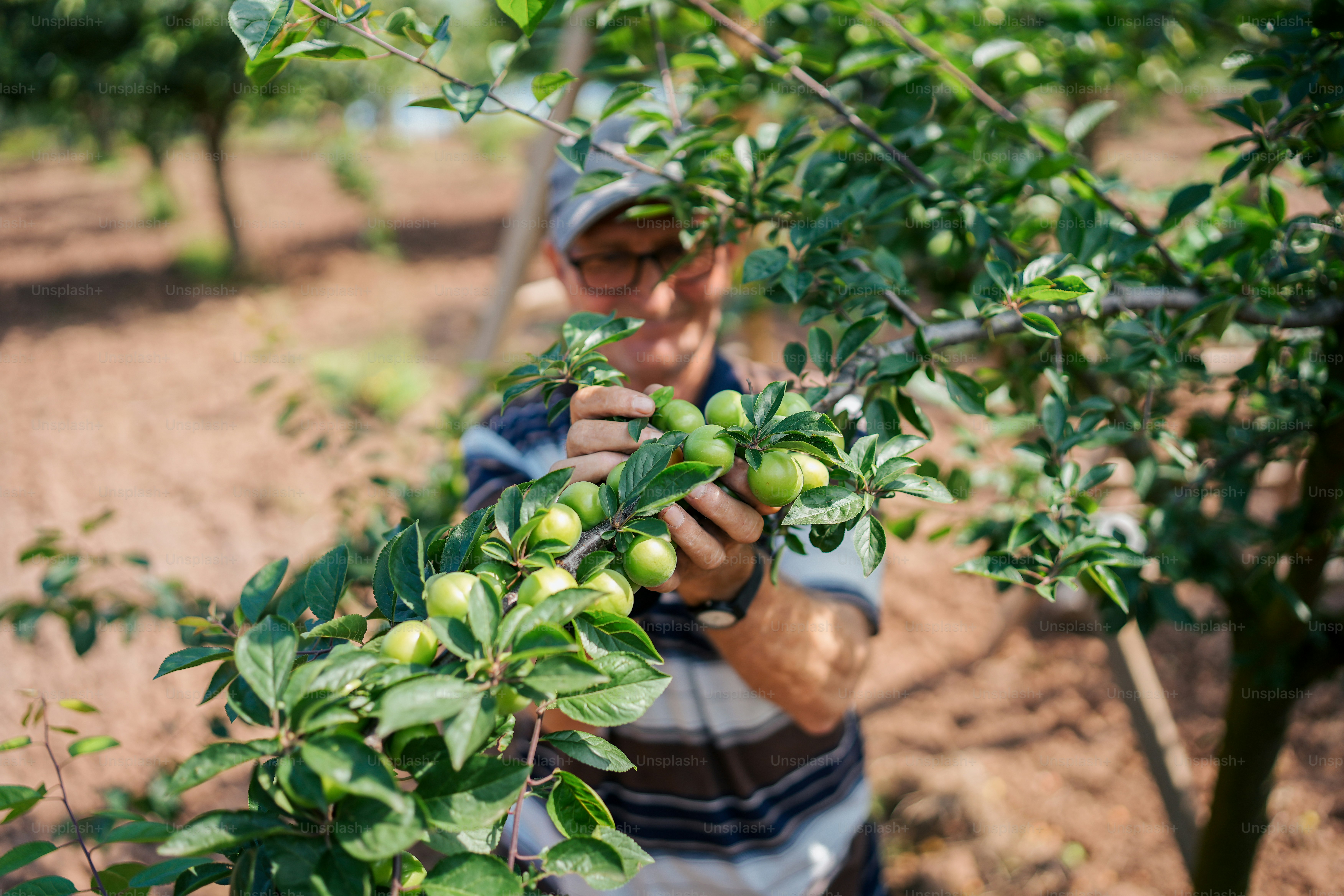 A man standing in a field holding a bucket of fruit photo – Farmer ...