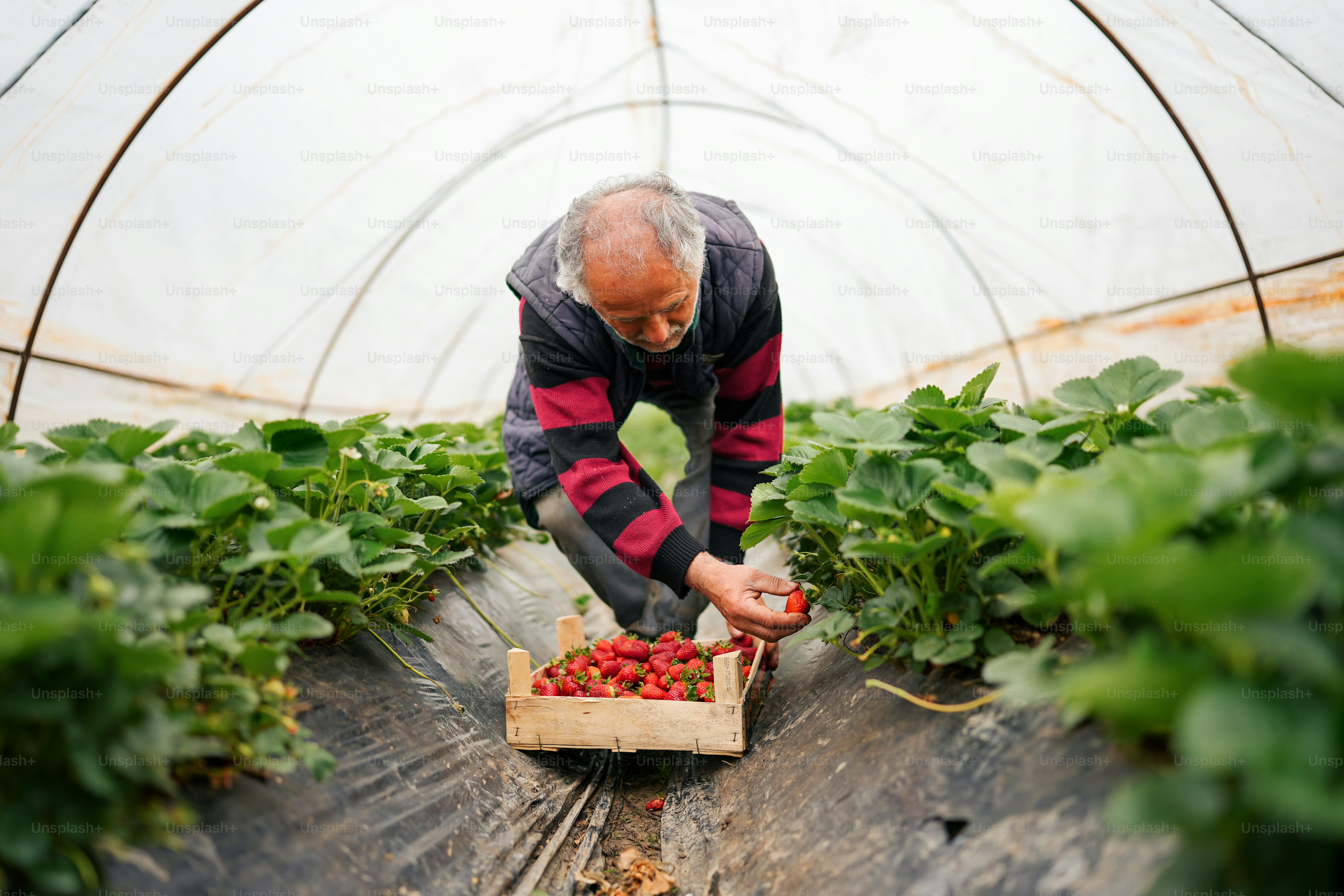 A man standing in a field holding a bucket of fruit photo – Farmer ...