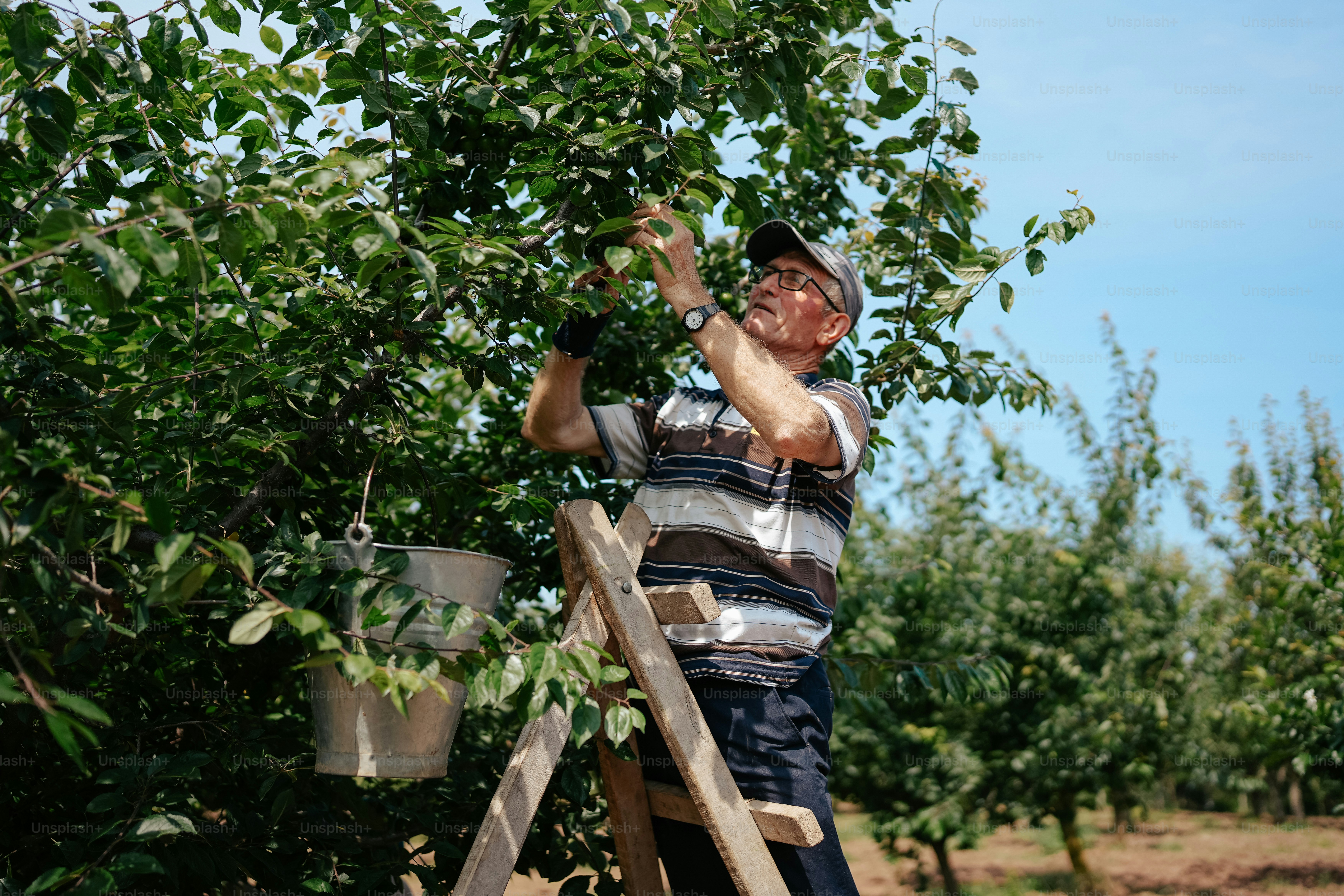30,000+ Fruit Farm Pictures | Download Free Images on Unsplash