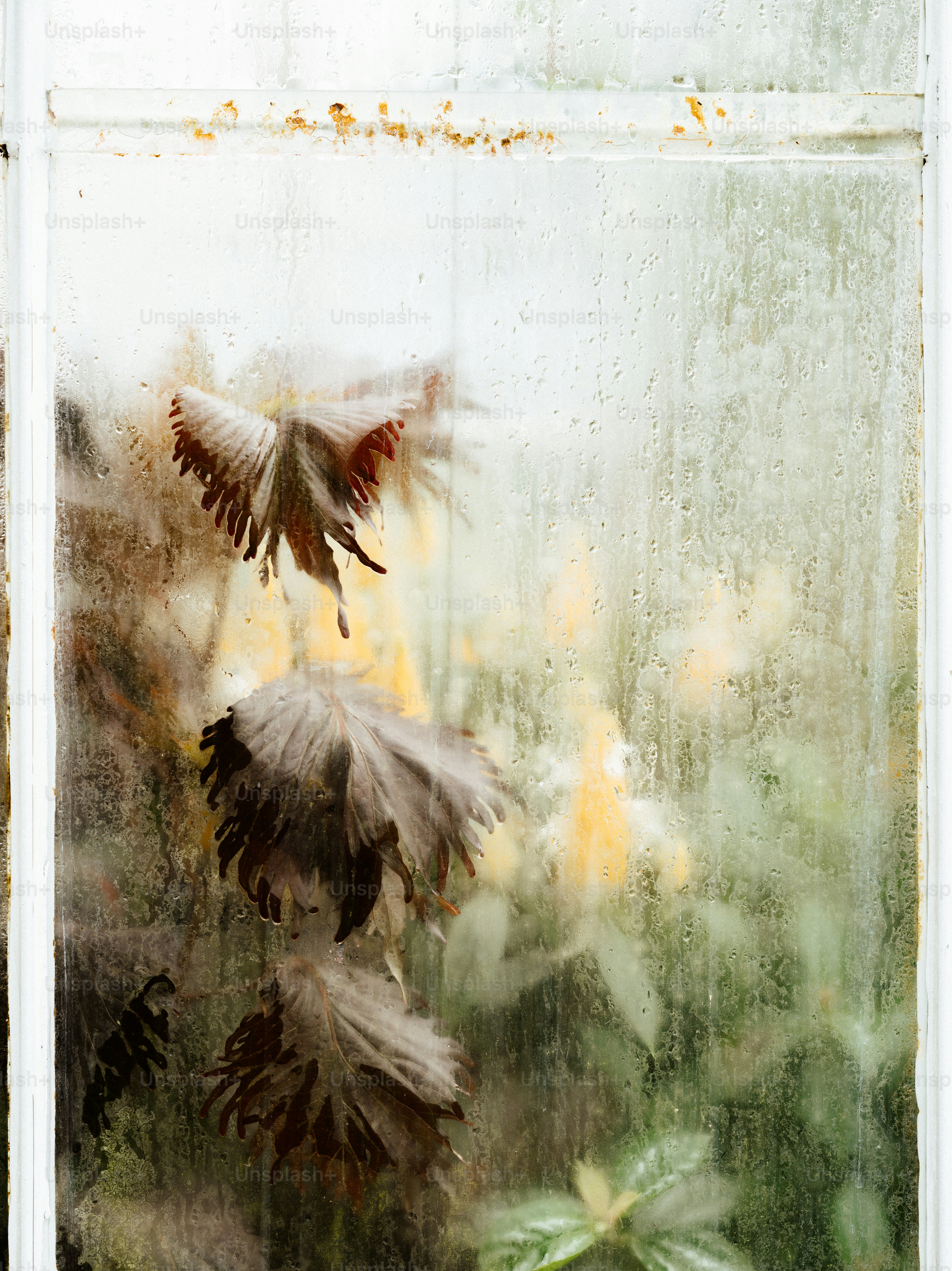 Foto Una imagen de un pájaro volando en el aire – Plantas Imagen en ...